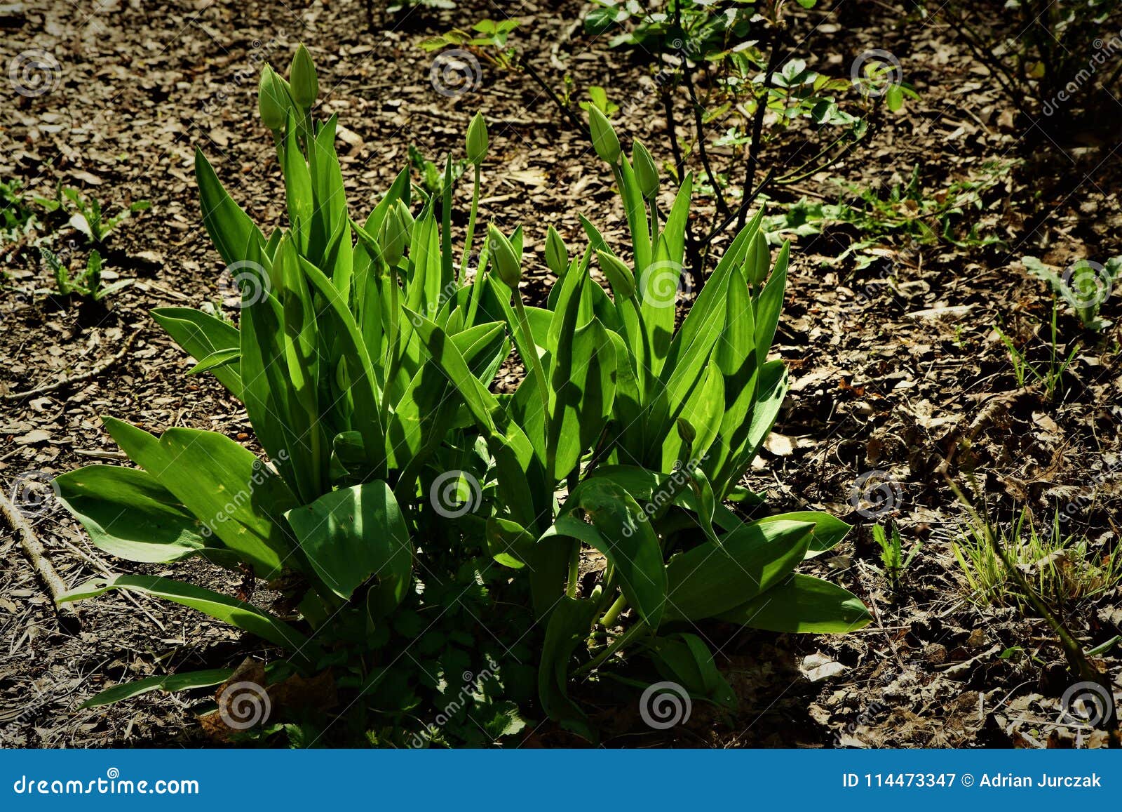 Beautiful Green Plants in Spring Stock Image - Image of leaf, beautiful ...