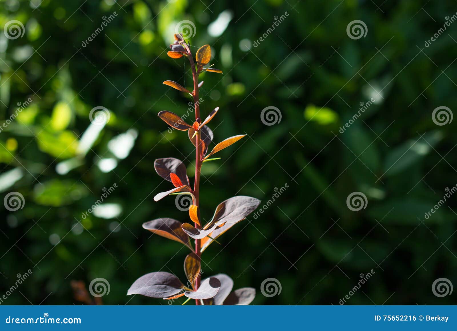 Beautiful green plants stock photo. Image of green, garden - 75652216