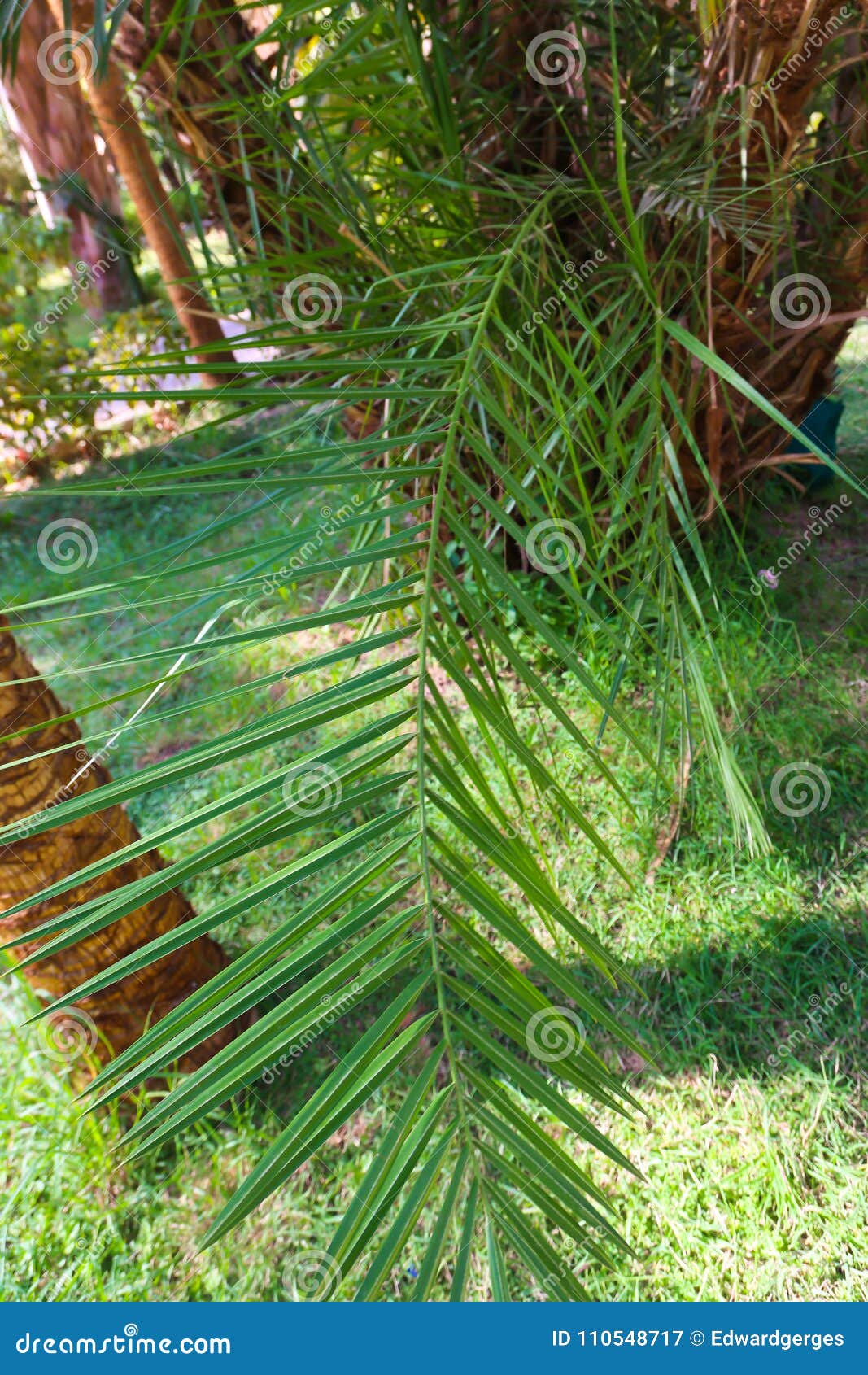 Beautiful Green Plants and Trees Stock Image - Image of trees ...