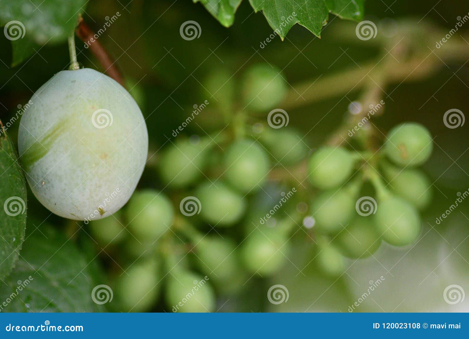 Beautiful green pulm stock photo. Image of natural, orange - 120023108