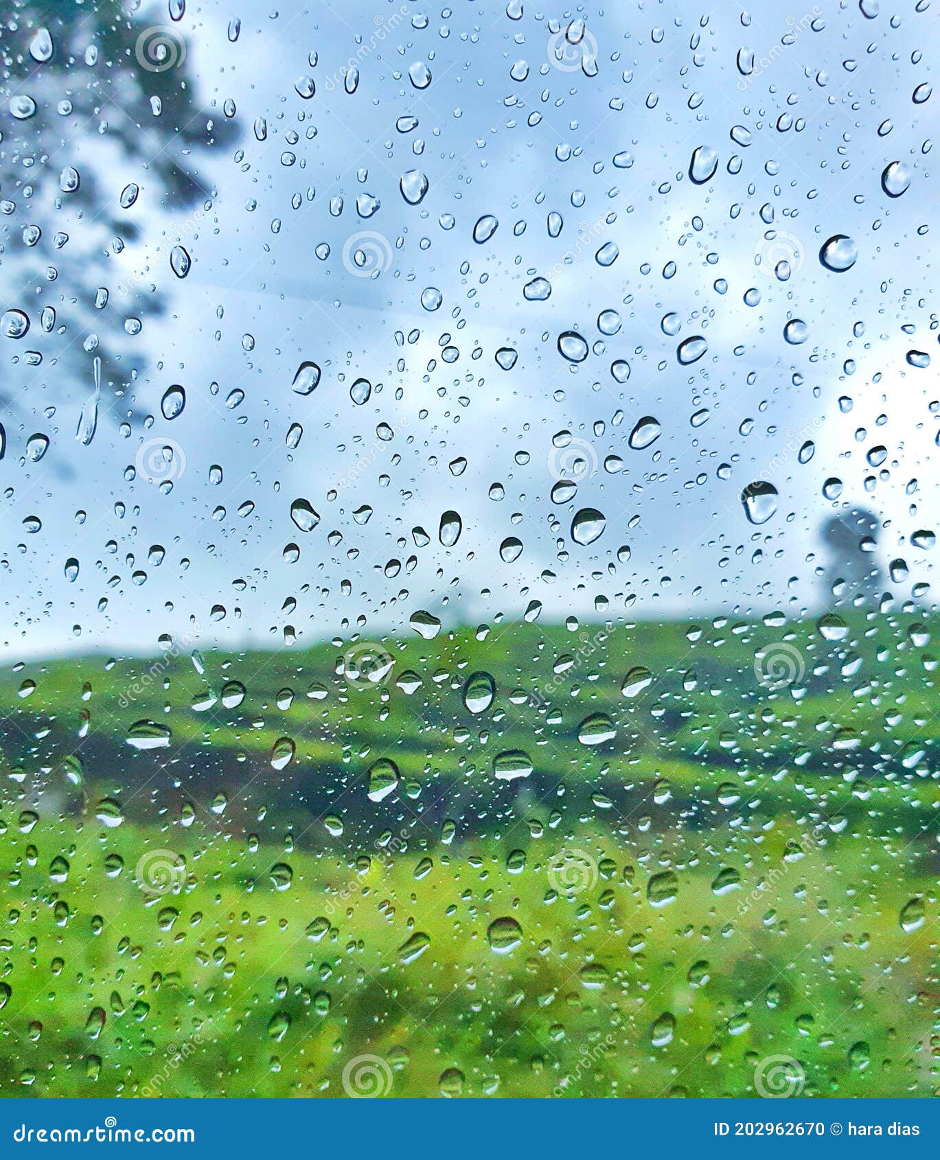 Beautiful green rain stock photo. Image of rain, field - 202962670