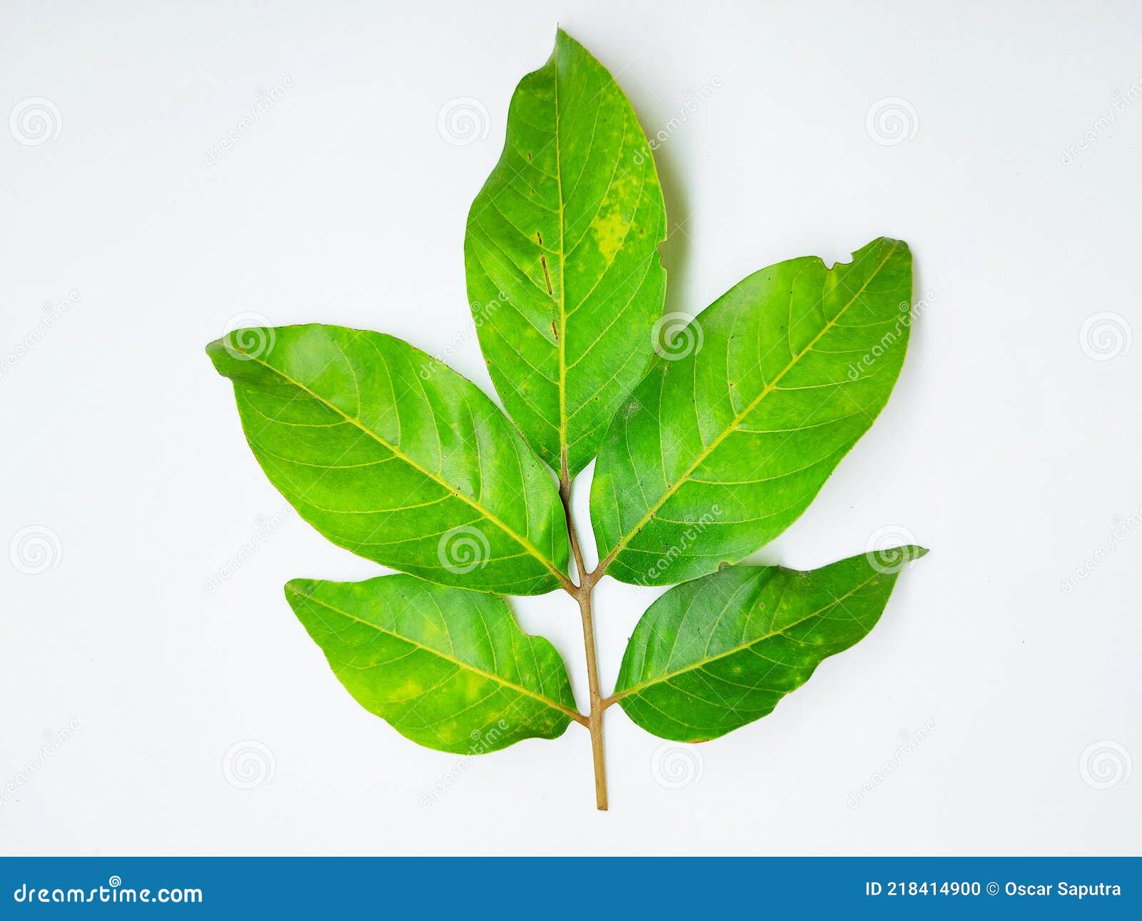 Beautiful Green Rambutan Tree Leaf Stock Photo - Image of health, juicy ...