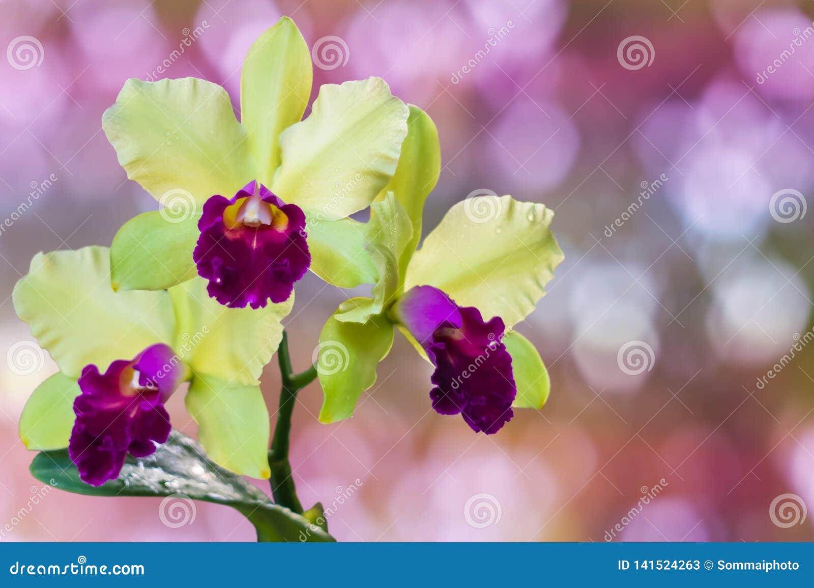 Beautiful Green and Red Cattleya Orchid Stock Image - Image of ...