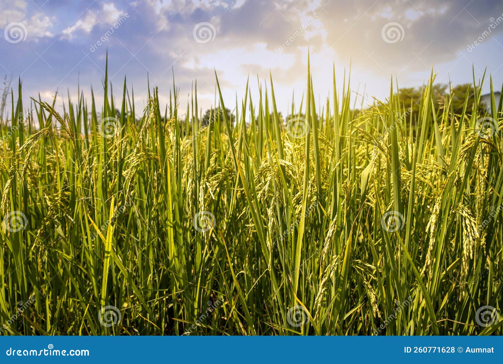 Beautiful of Green Rice with Blue Sky for Wallpaper and Background ...