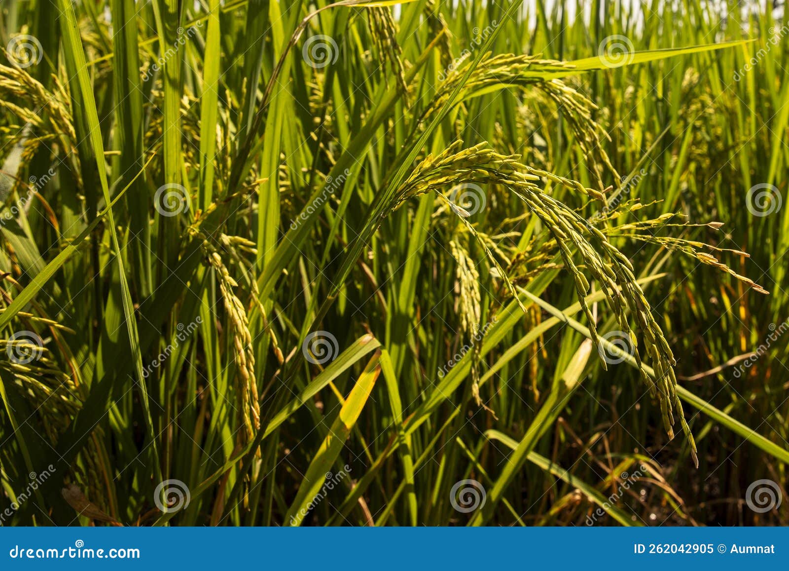 Beautiful of Green Rice with Blue Sky for Wallpaper and Background ...