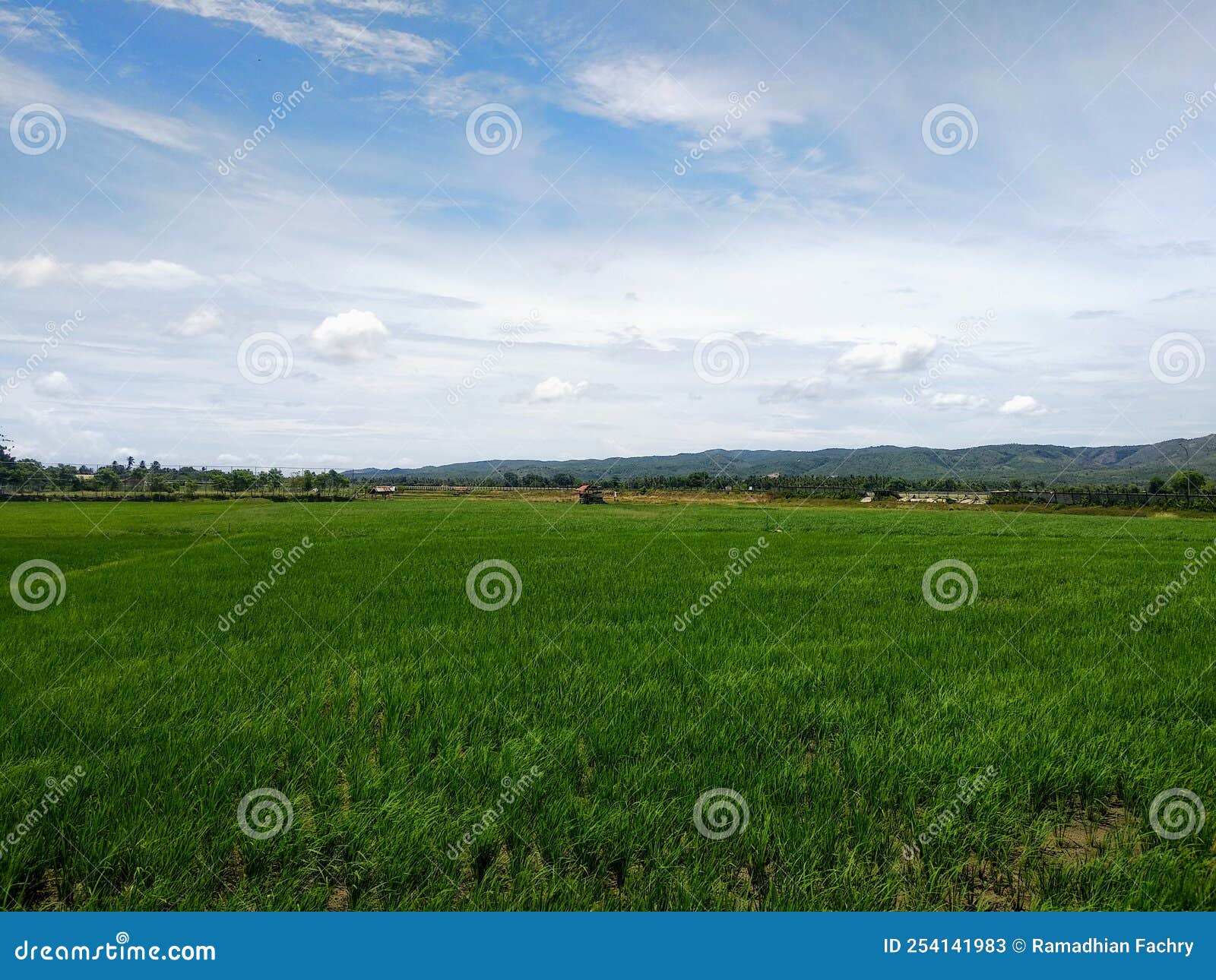 A Beautiful Green Rice Field Stock Image - Image of farmland, field ...