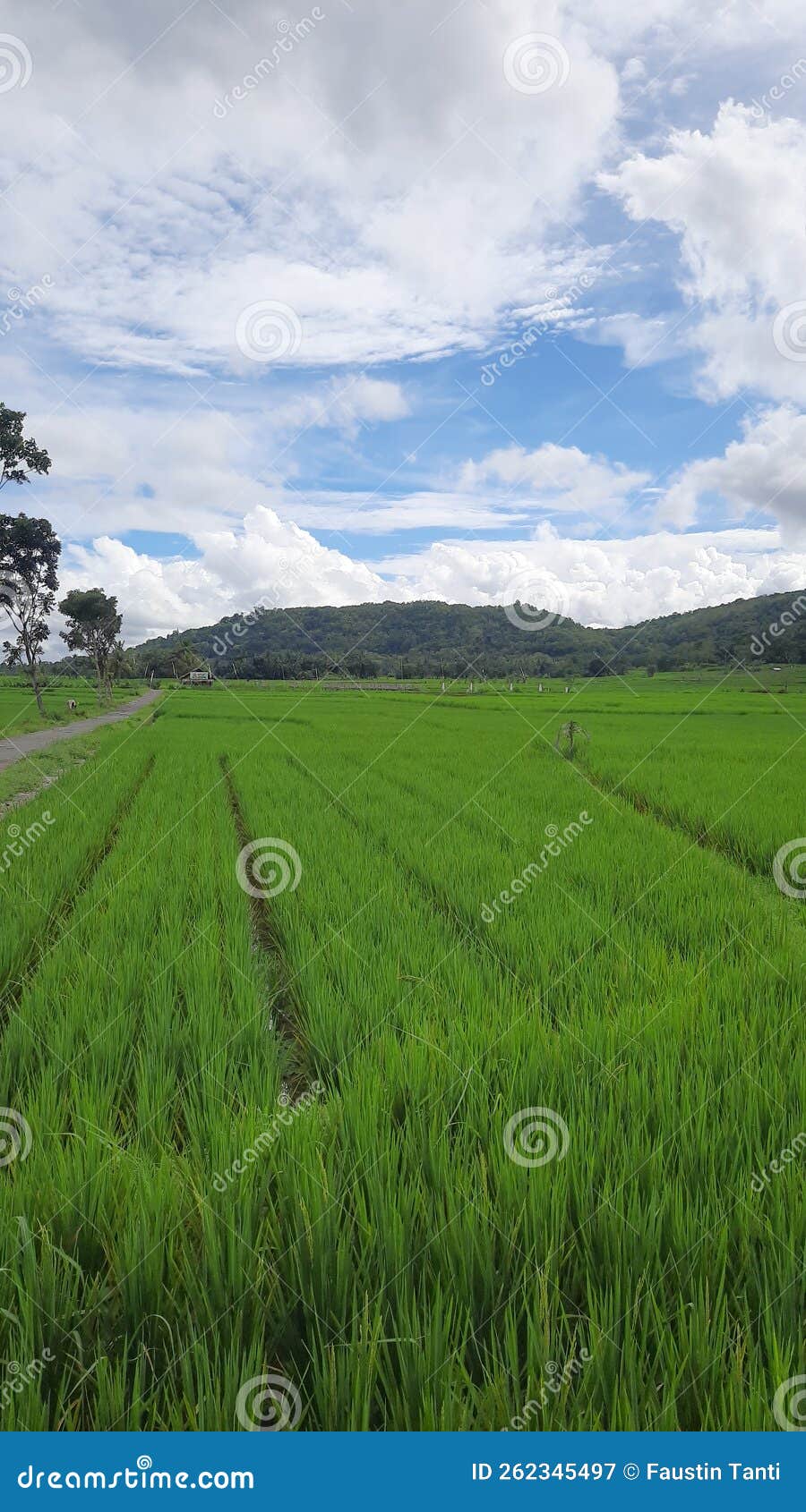 Beautiful Green Rice Field on Hill Side Stock Image - Image of hill ...