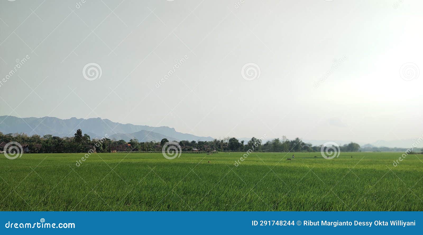 Beautiful and Green Rice Fields Stock Photo - Image of fields, horizon ...