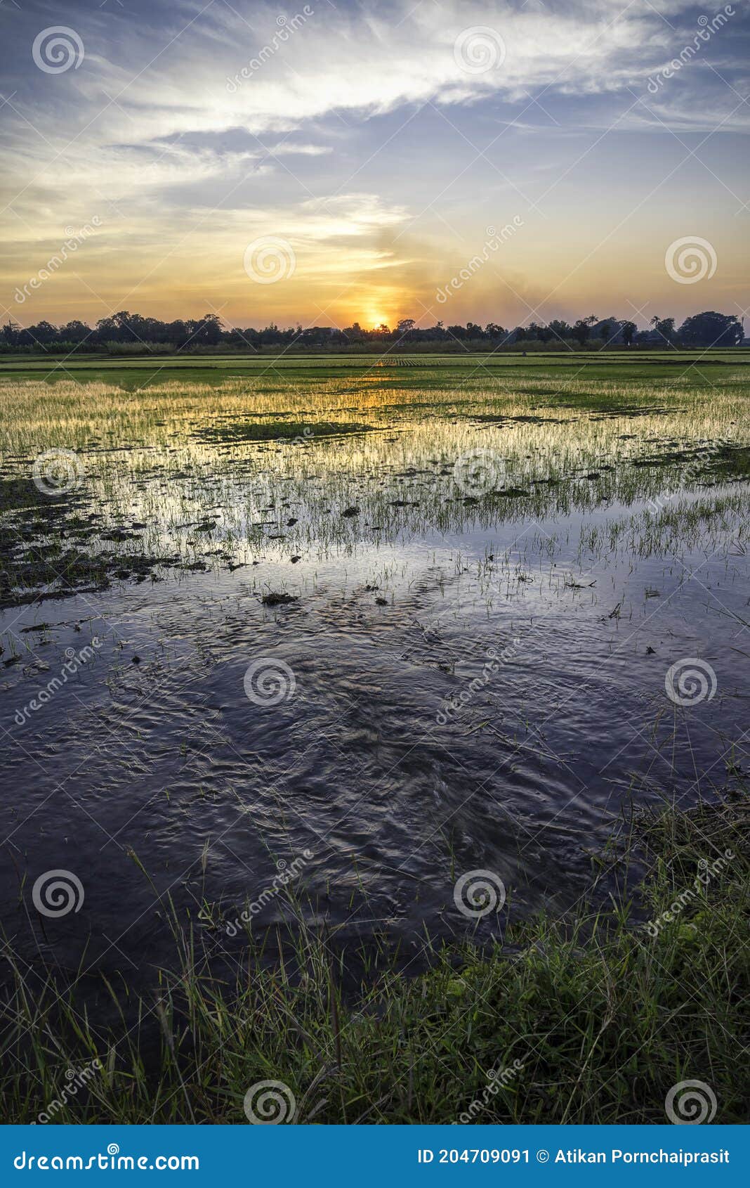 The Beautiful Green Rice Fields Stock Image - Image of delicious ...