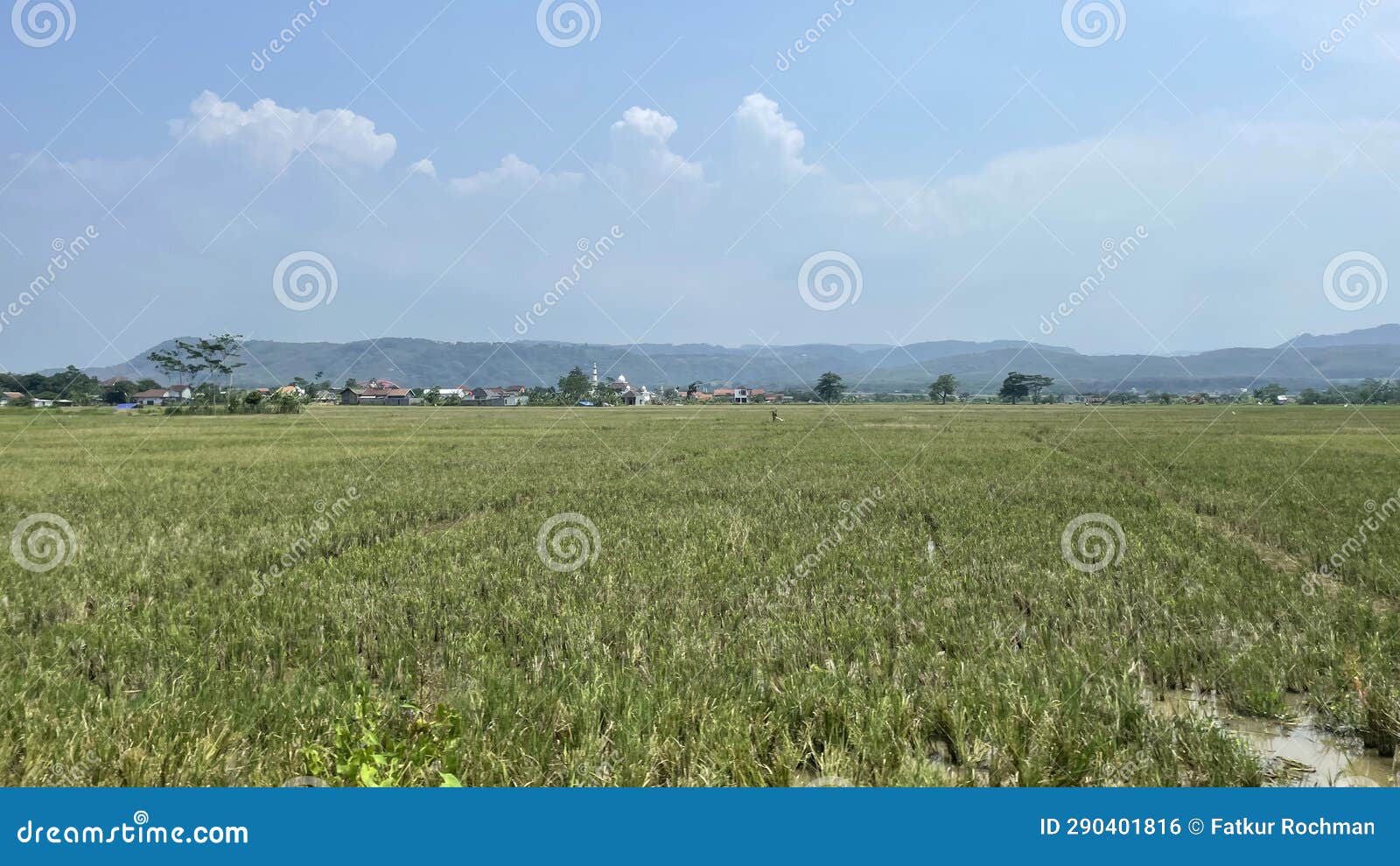 Beautiful Green Rice Fields in Spring Morning, Farmer S Footpath. Stock ...