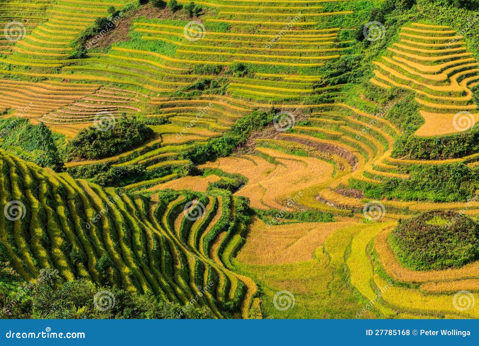 Beautiful Green Rice Terrace Stock Photo - Image of beautiful, culture ...