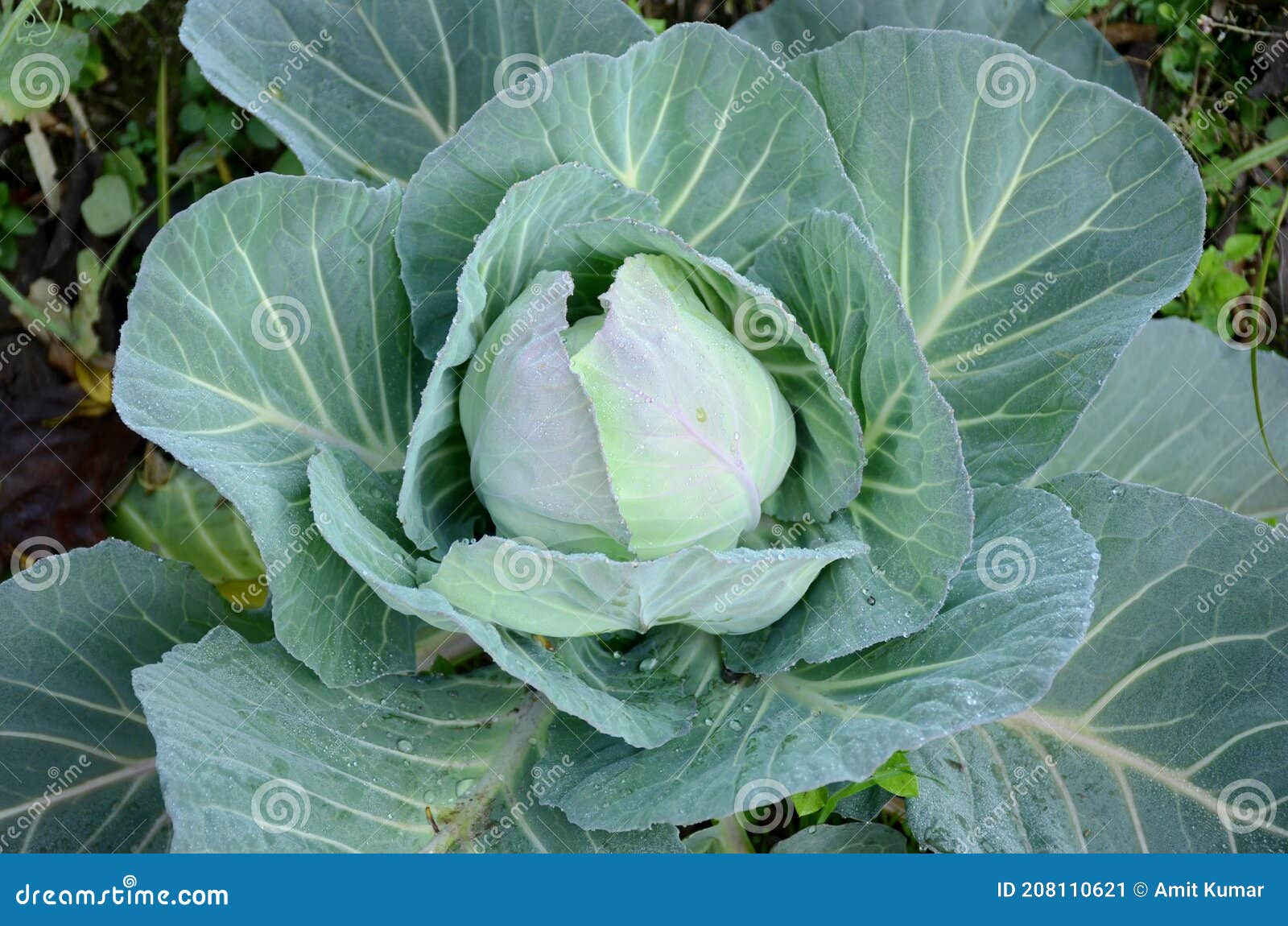 The Beautiful Green Ripe Cabbage Plant in the Farm Stock Image - Image ...