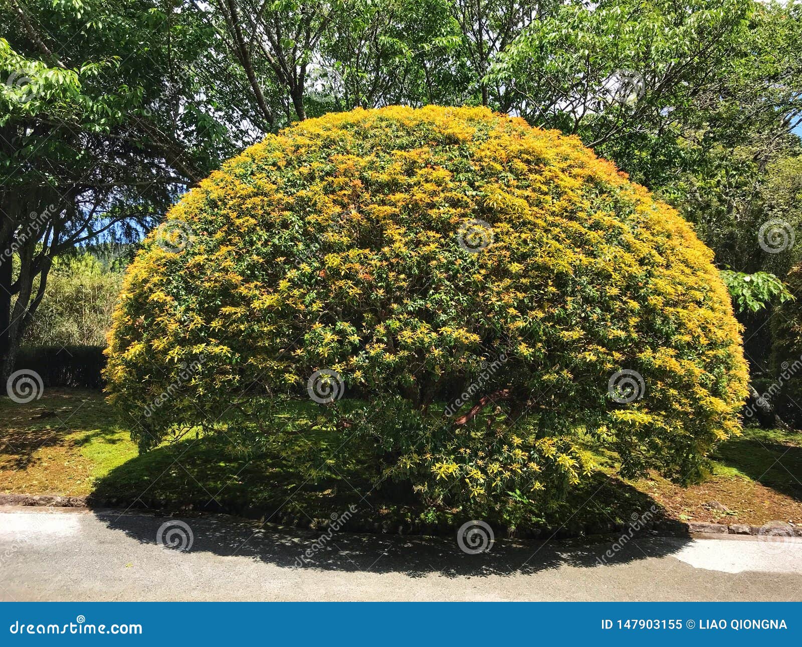 The Beautiful Green Round Crown Tree in Sunny Day Stock Image - Image ...