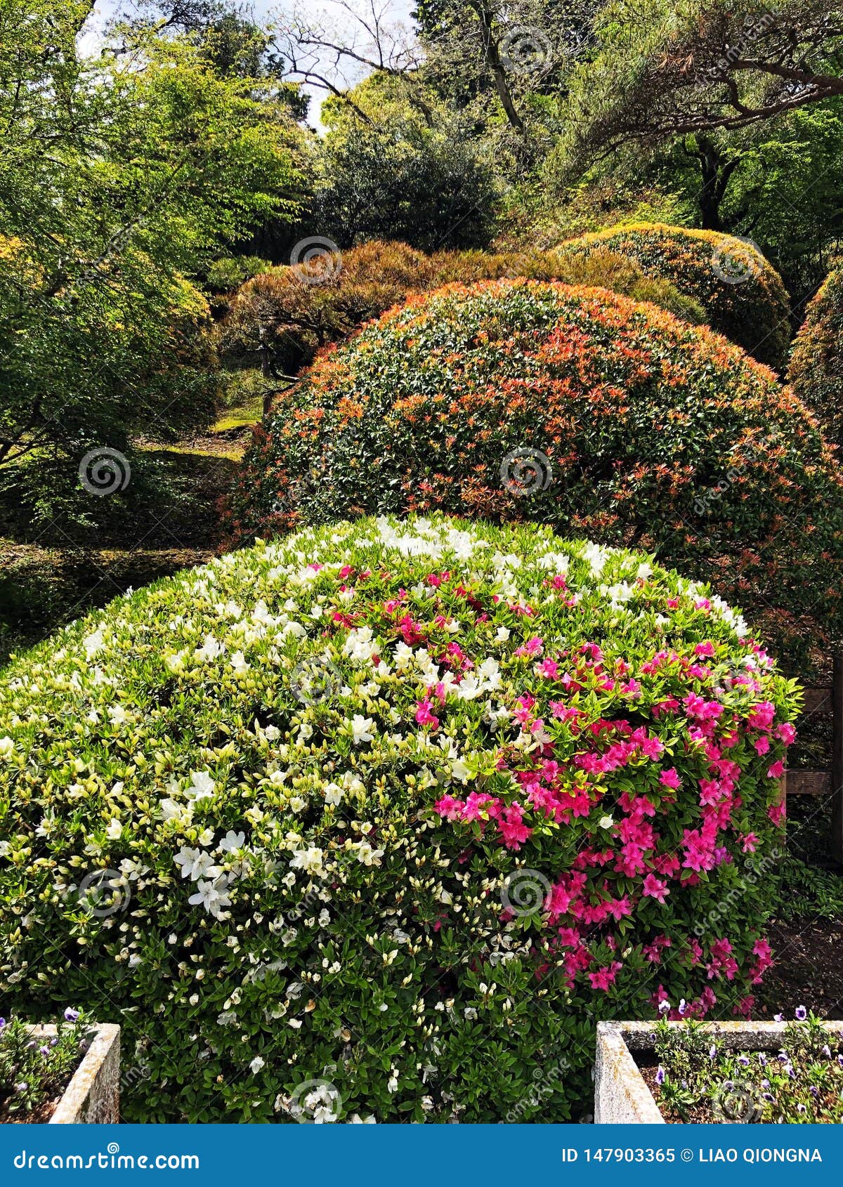 The Beautiful Green Round Crown Tree in Sunny Day Stock Image - Image ...