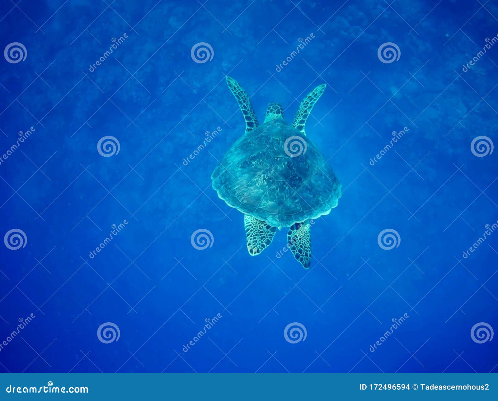 Beautiful Green Sea Turtle in Marsa Alam, Egypt Stock Photo - Image of ...