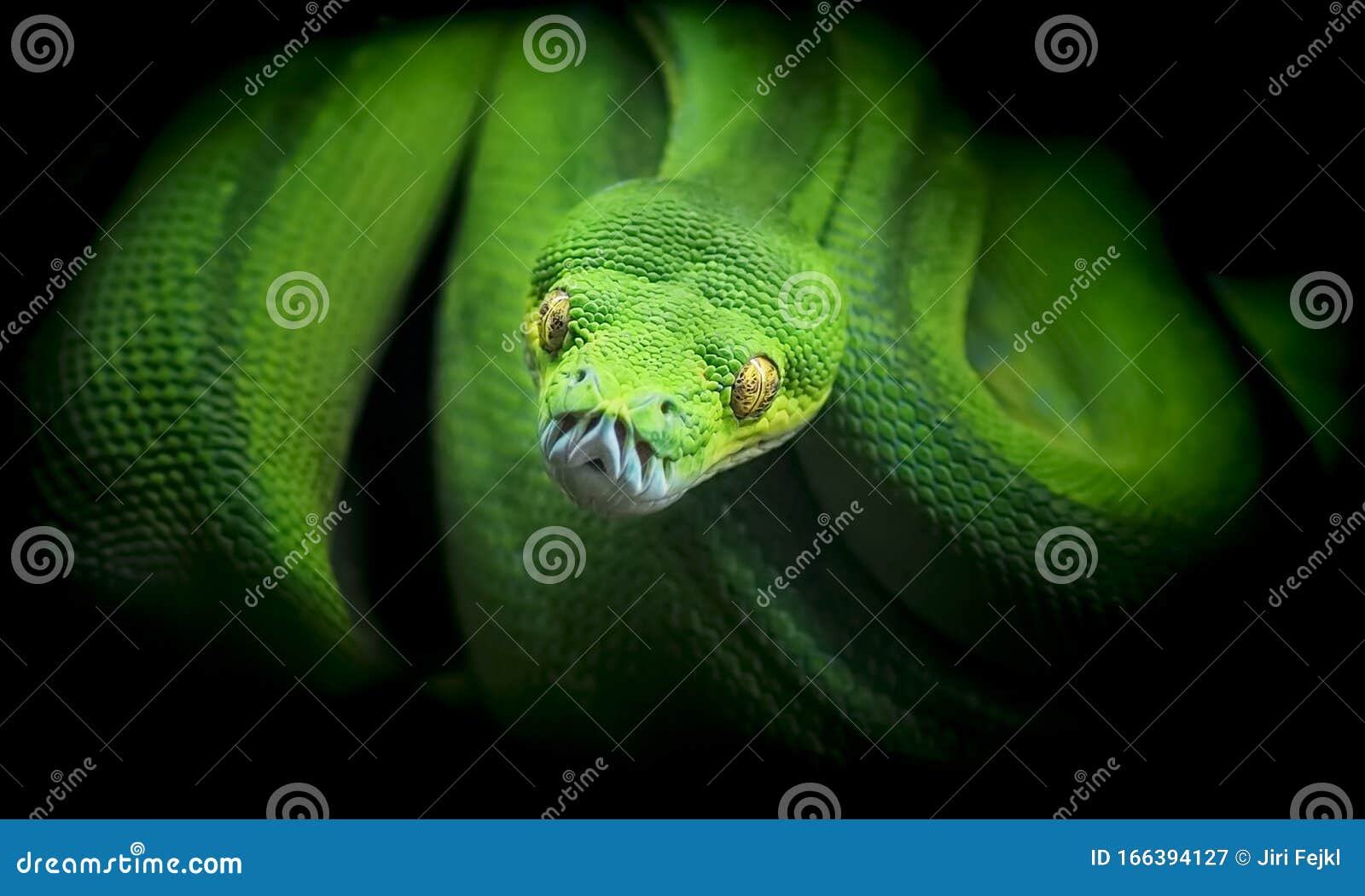 Beautiful Green Snake Watching Its Prey - Python Stock Image - Image of ...