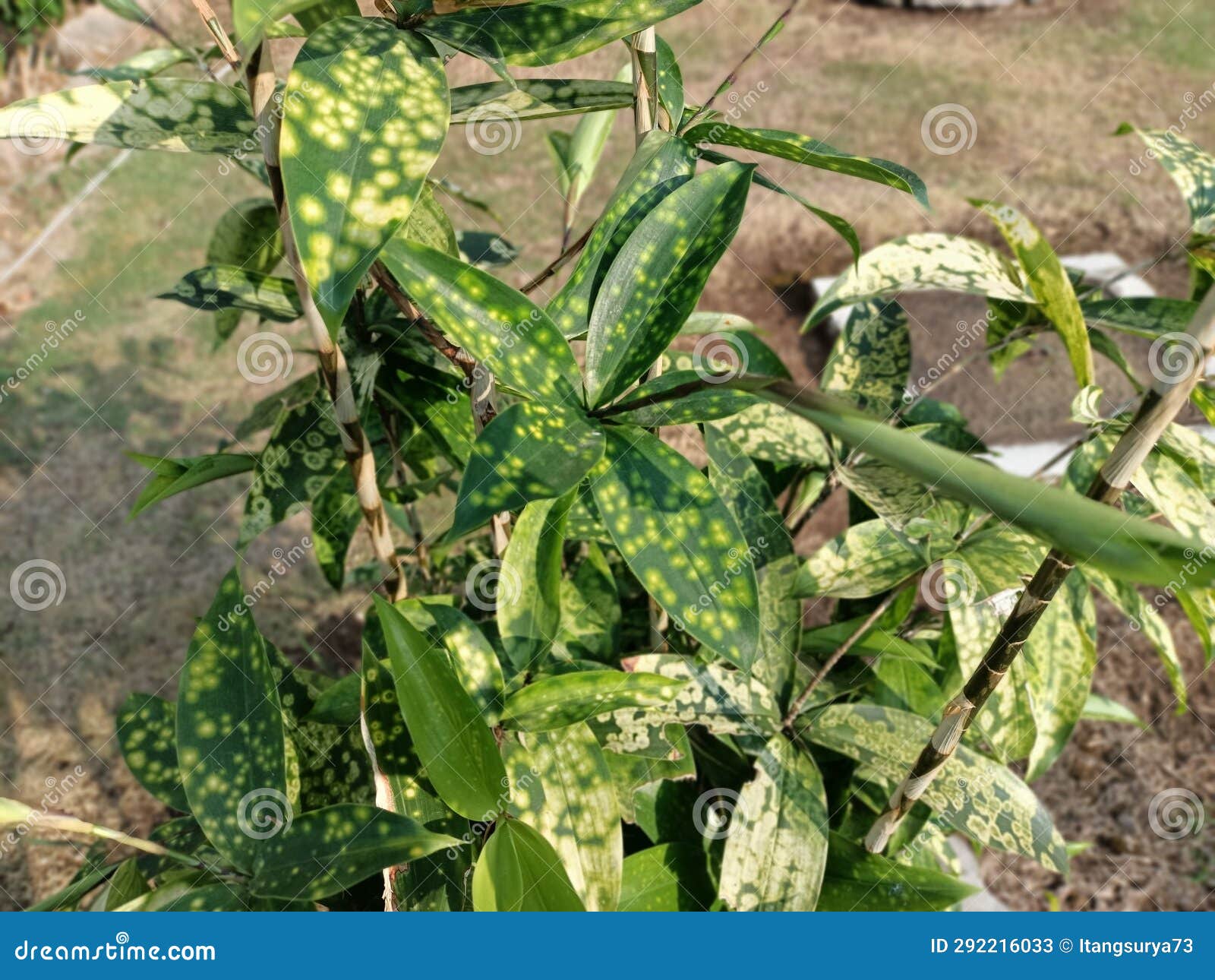 Beautiful Green Spotted Leaves Stock Image - Image of natural, leaves ...