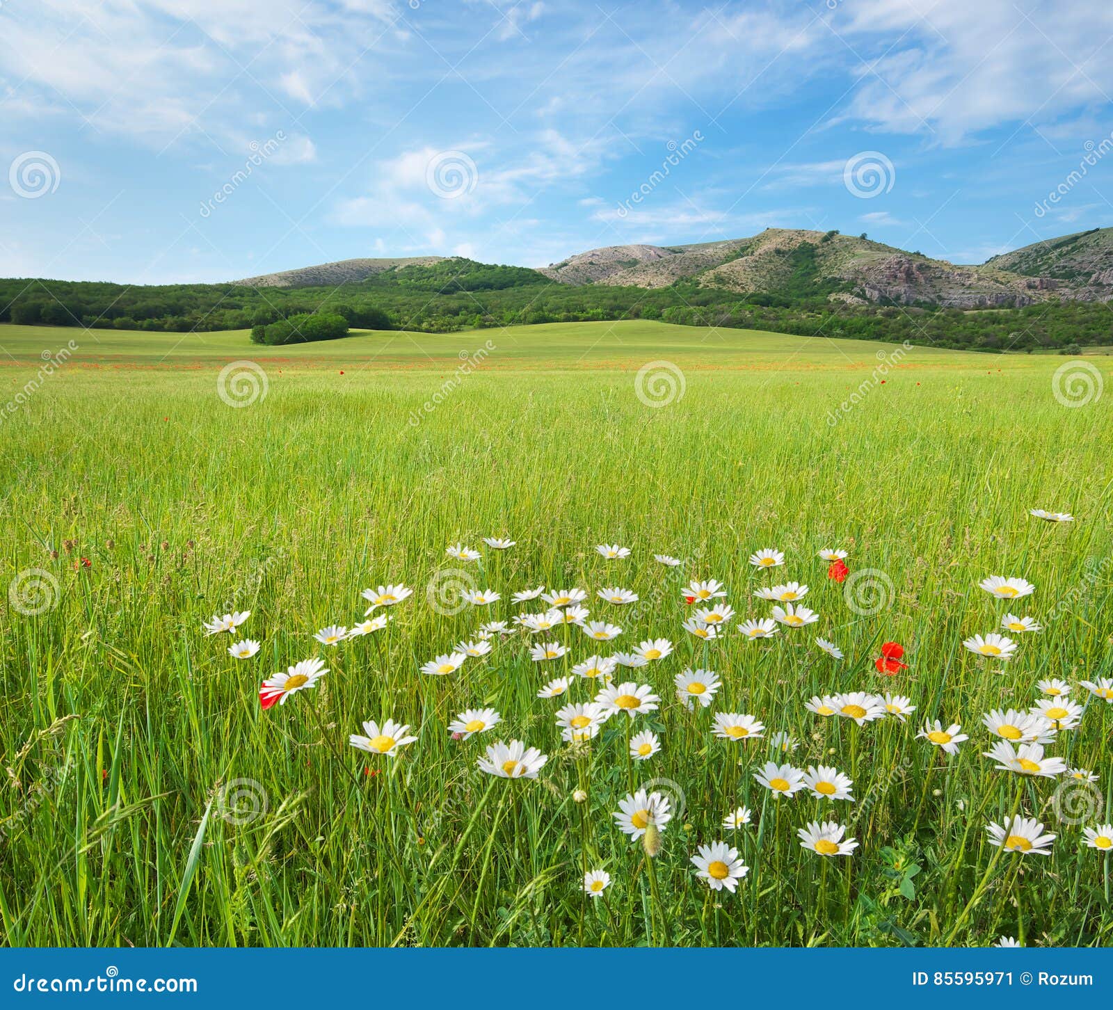 Beautiful Green Spring Meadow Landscape. Stock Image - Image of nature ...