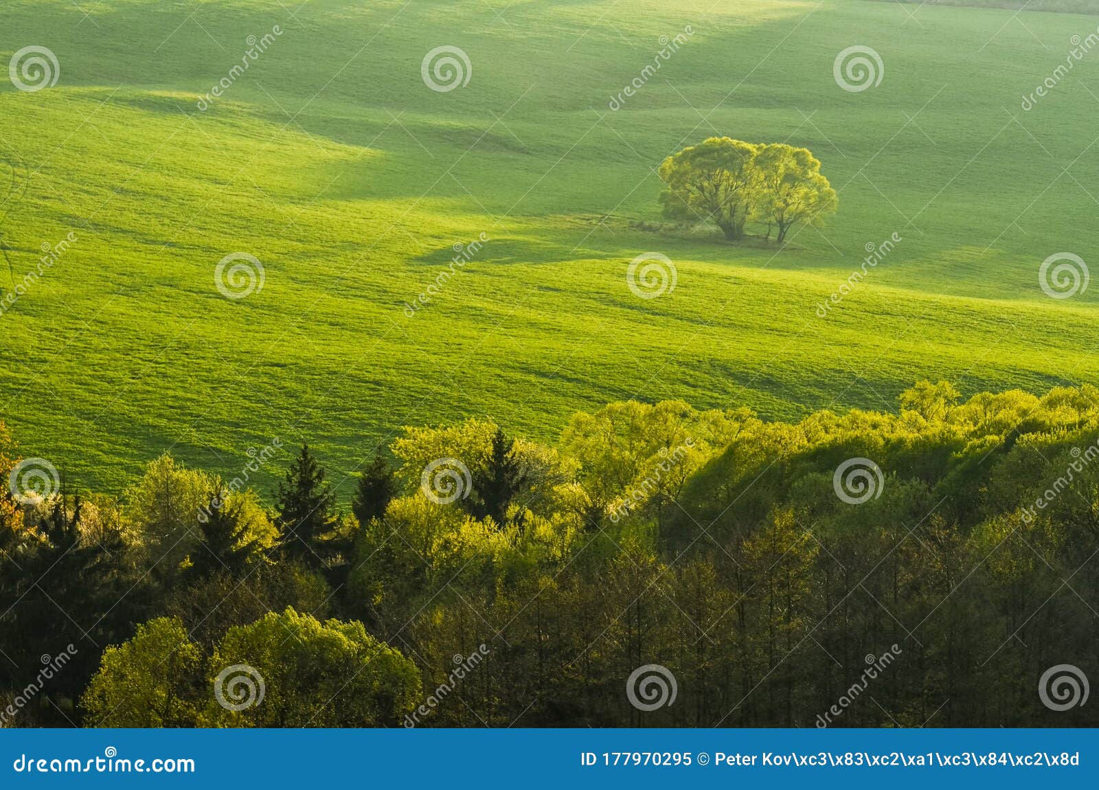 Beautiful Green Spring Meadow in Sunrise Light Stock Image - Image of ...