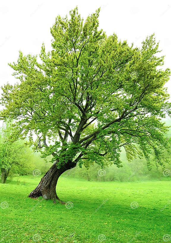 Beautiful Green Spring Tree with Fresh Leaves Stock Photo - Image of ...