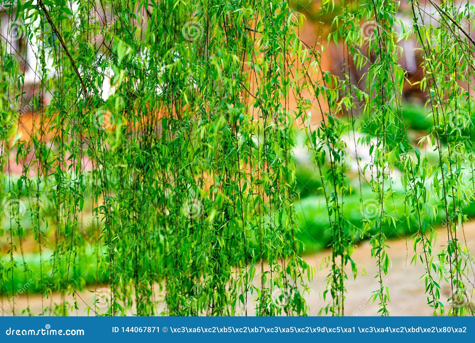 Willow trees in spring. stock image. Image of spring - 144067871
