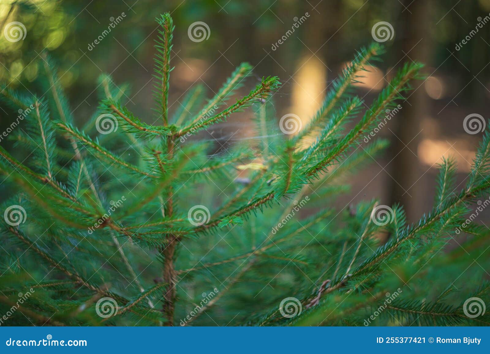 Beautiful Green Spruce Tree in the Forest Stock Image - Image of leaves ...