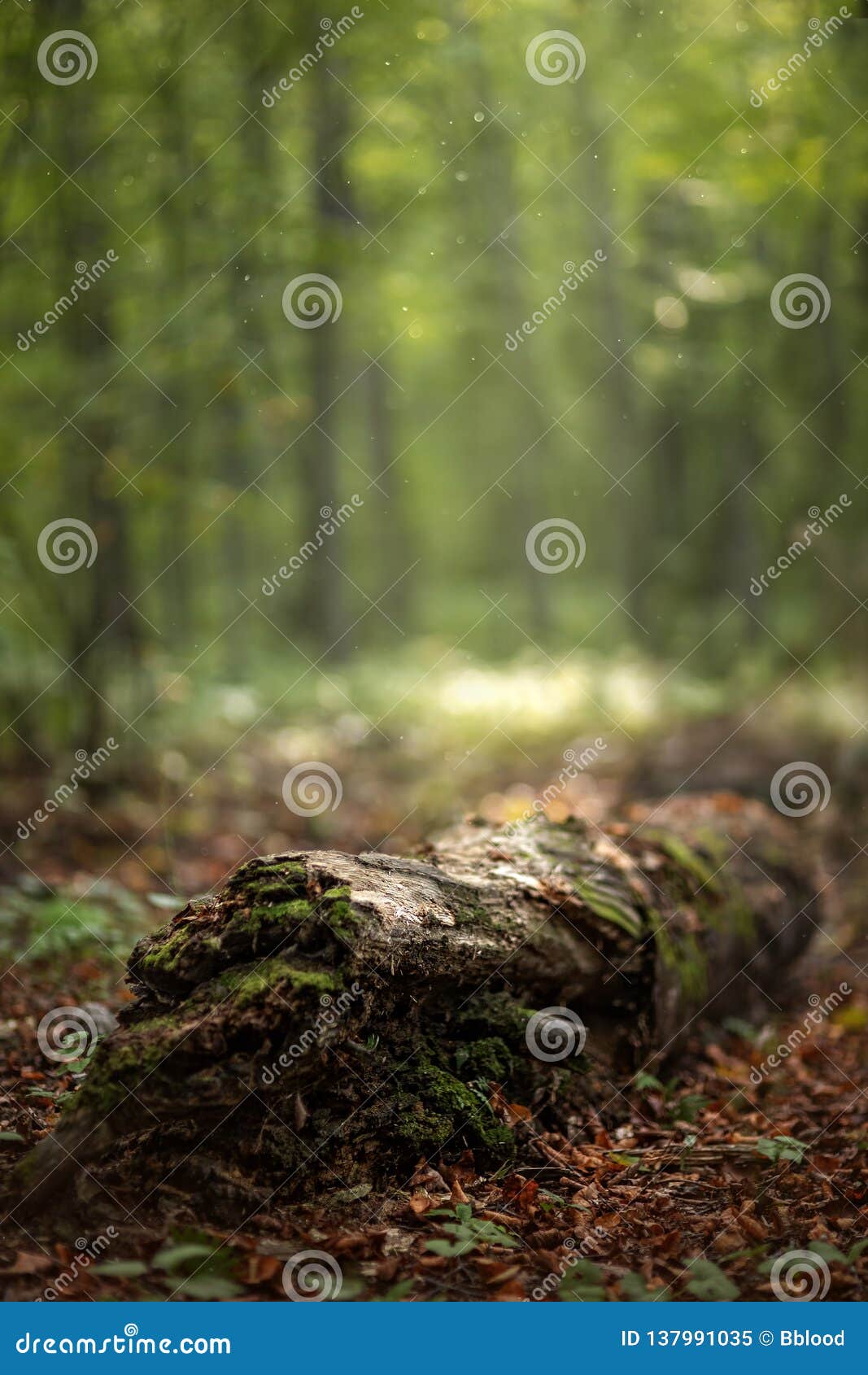 Beautiful Green Summer Forest. Spring Background, Backdrop Stock Image ...