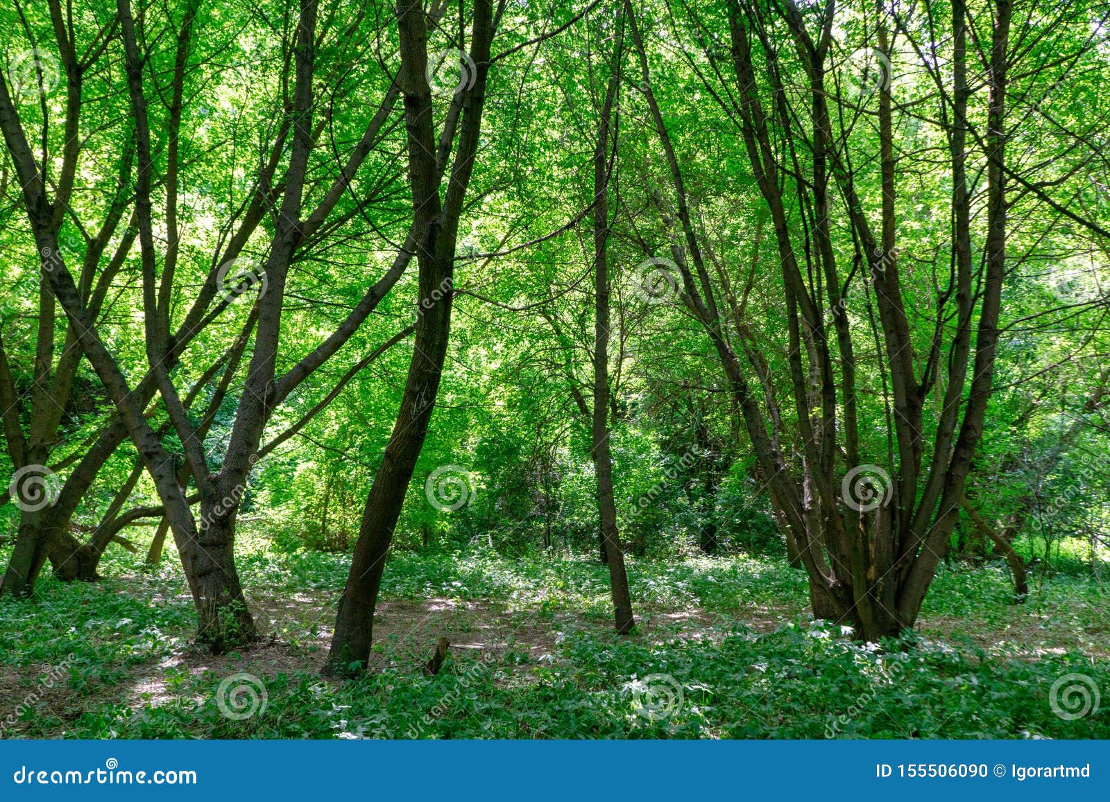 Beautiful Green Summer Thick Forest Landscape Stock Photo - Image of ...