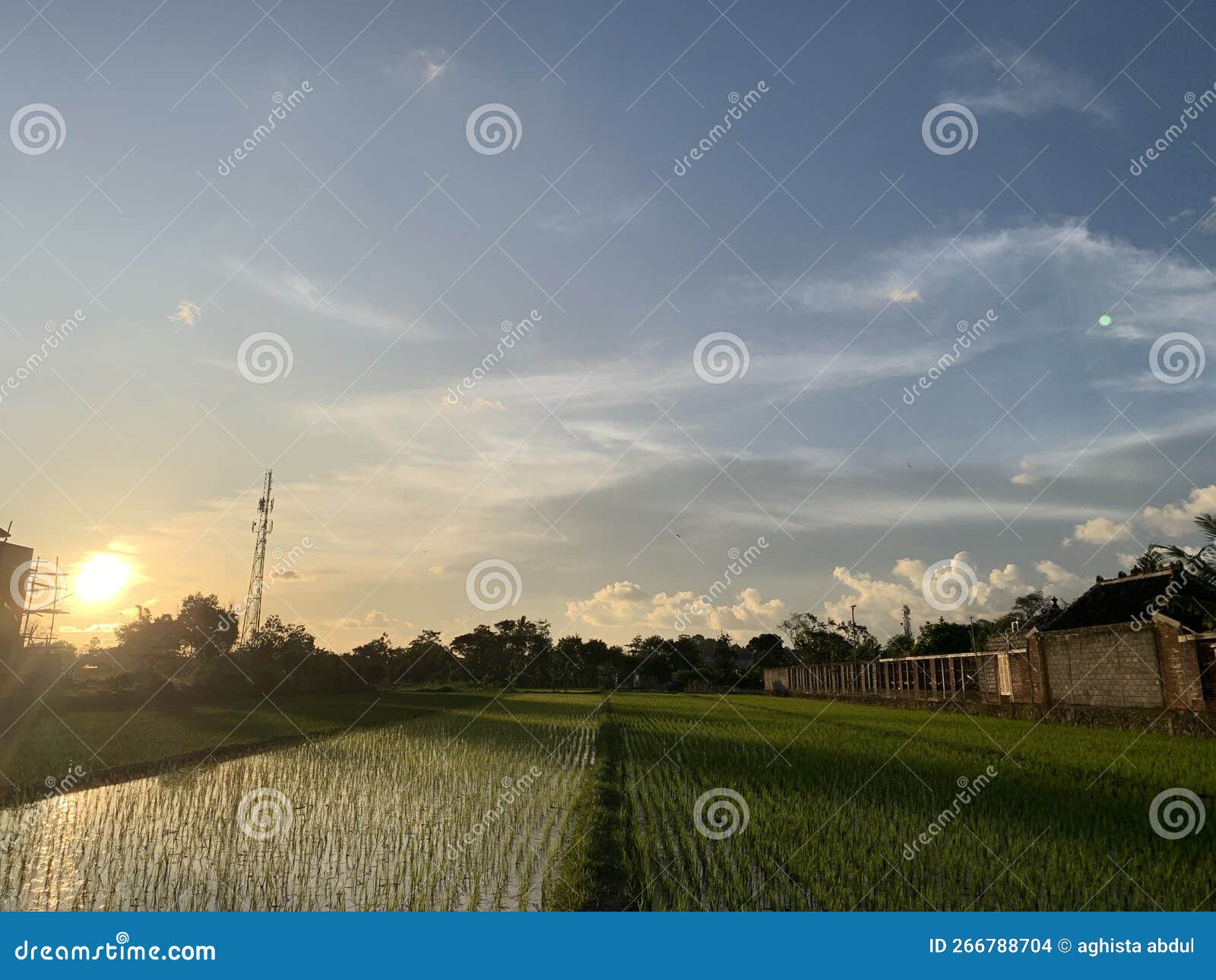 Wide Expanse of Rice Fields Stock Photo - Image of fields, rice: 266788704