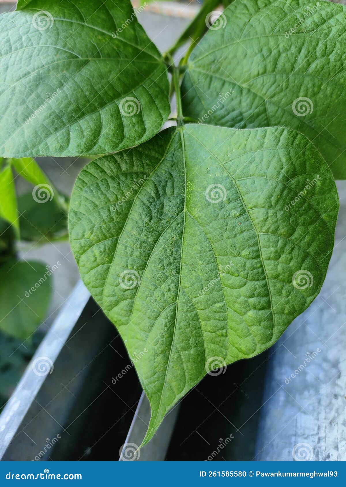 Beautiful Green Sword Bean Leaf Stock Photo - Image of green, bean ...