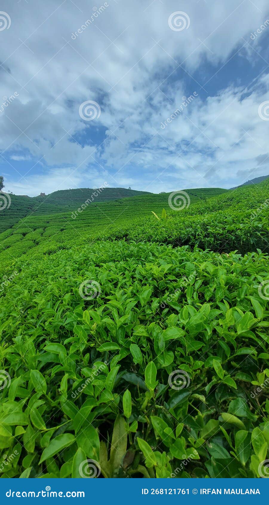 Beautiful Green Tea Plantation Stock Image - Image of grass, forest ...