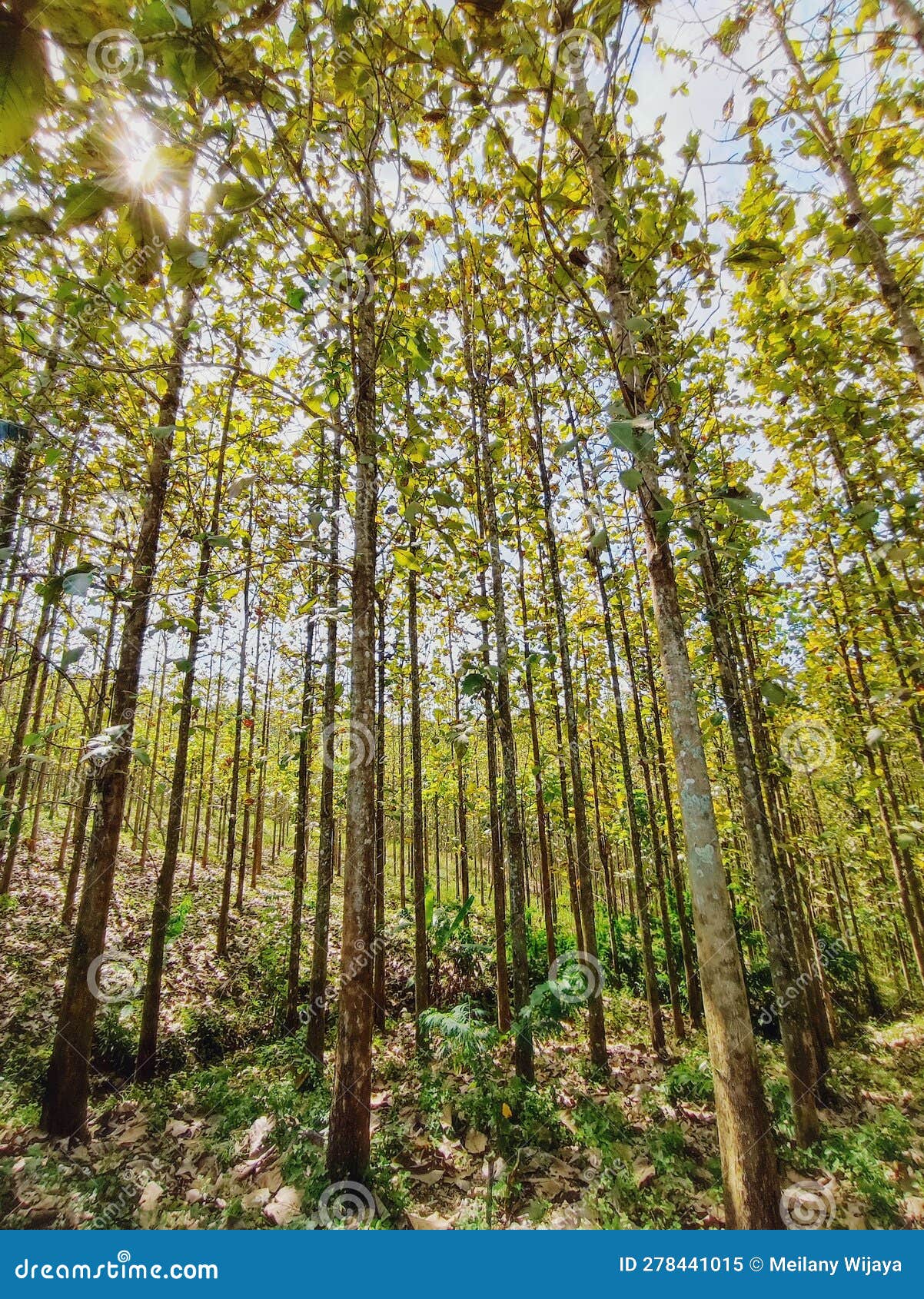 Beautiful Green Teak Forest View on a Sunny Day Stock Image - Image of ...