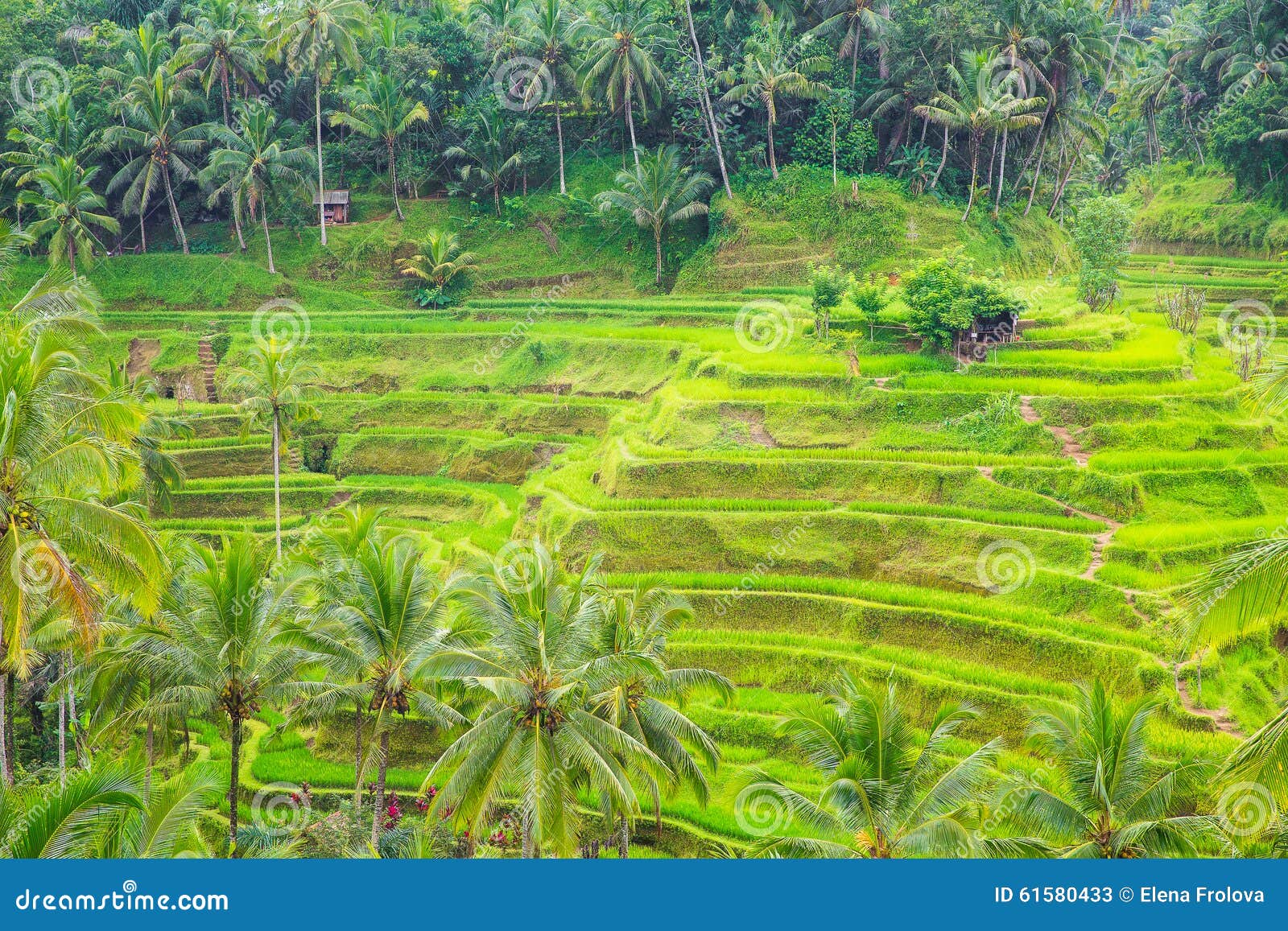 Beautiful Green Terrace Paddy Fields on Bali, Indonesia Stock Image ...