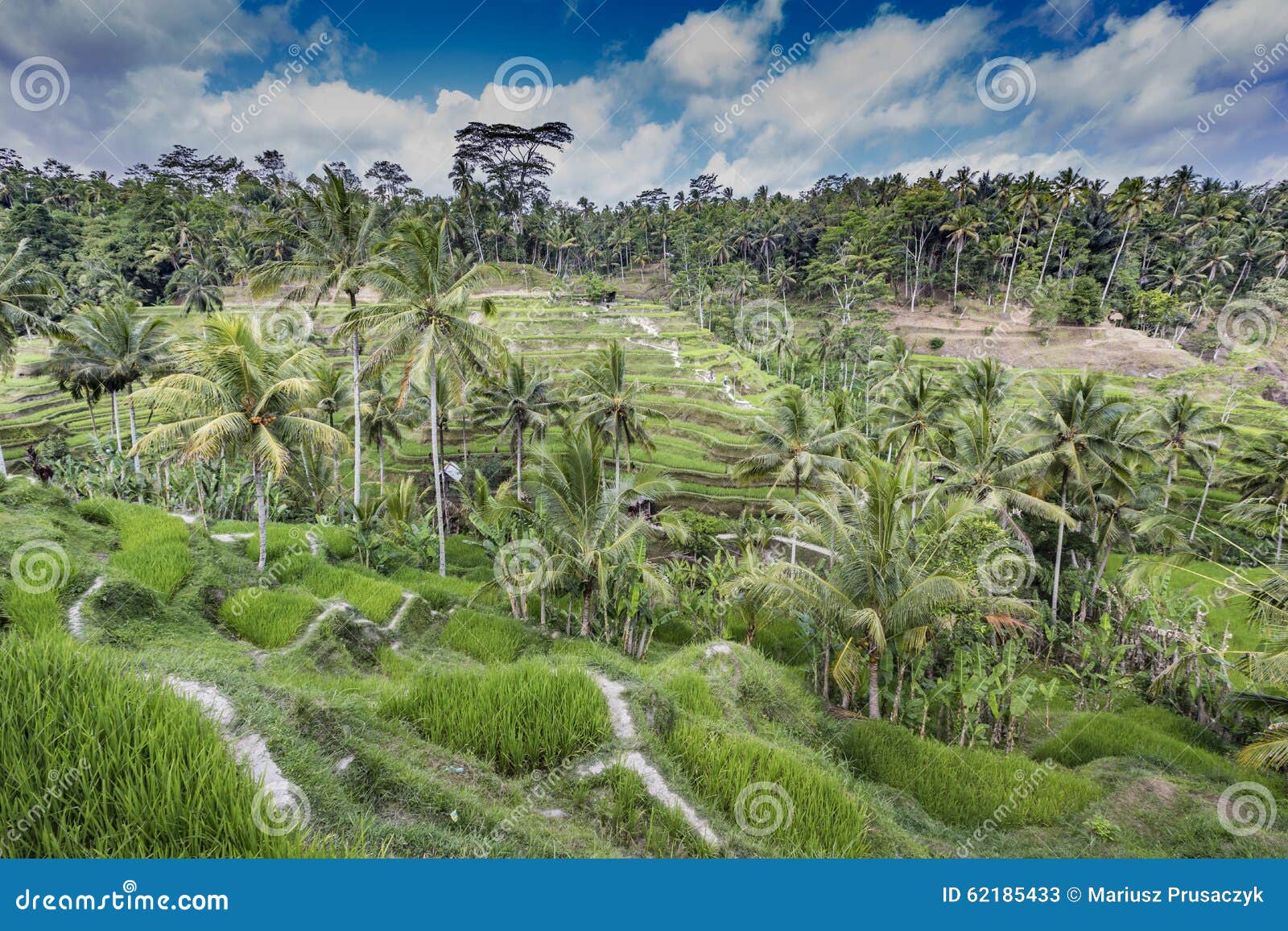 Beautiful Green Terrace Paddy Fields on Bali, Indonesia Stock Image ...