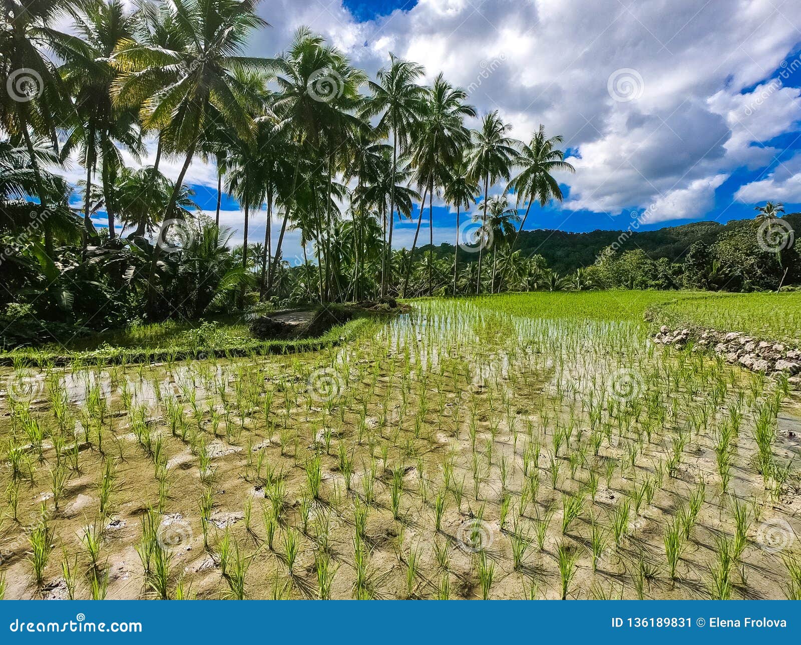 Beautiful Green Terrace Paddy Fields on Philippines Stock Image - Image ...
