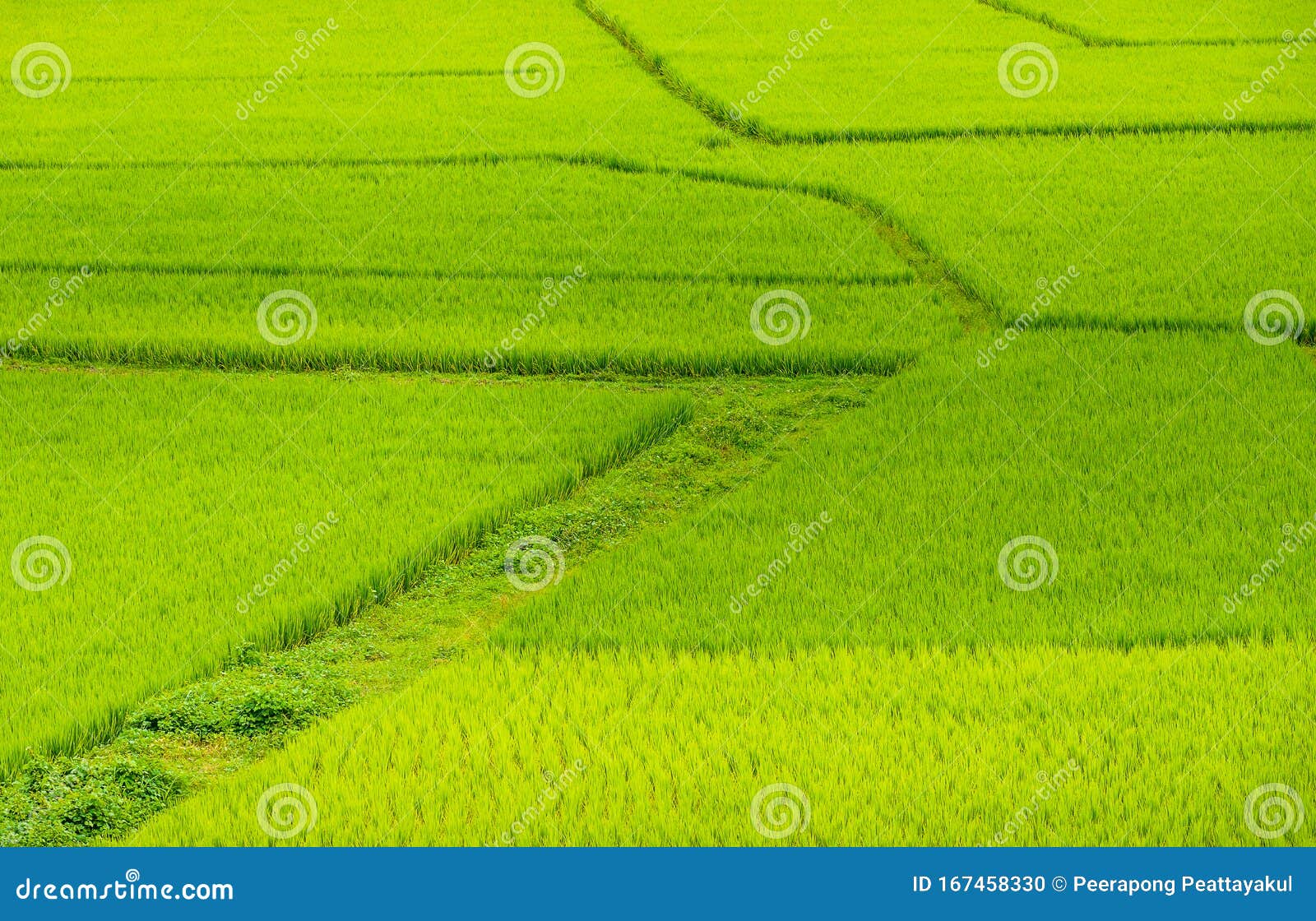 Beautiful Green Terraced Rice Field Stock Photo - Image of tone ...