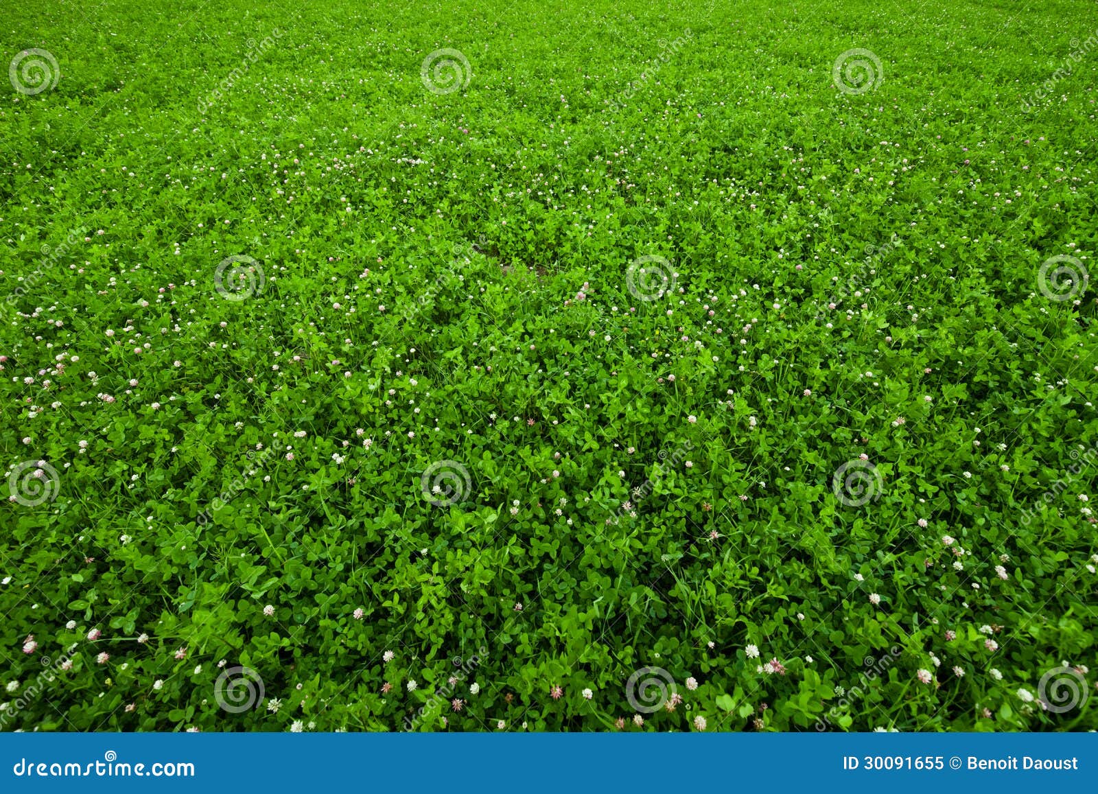 Texture overgrown clover stock image. Image of agriculture - 30091655