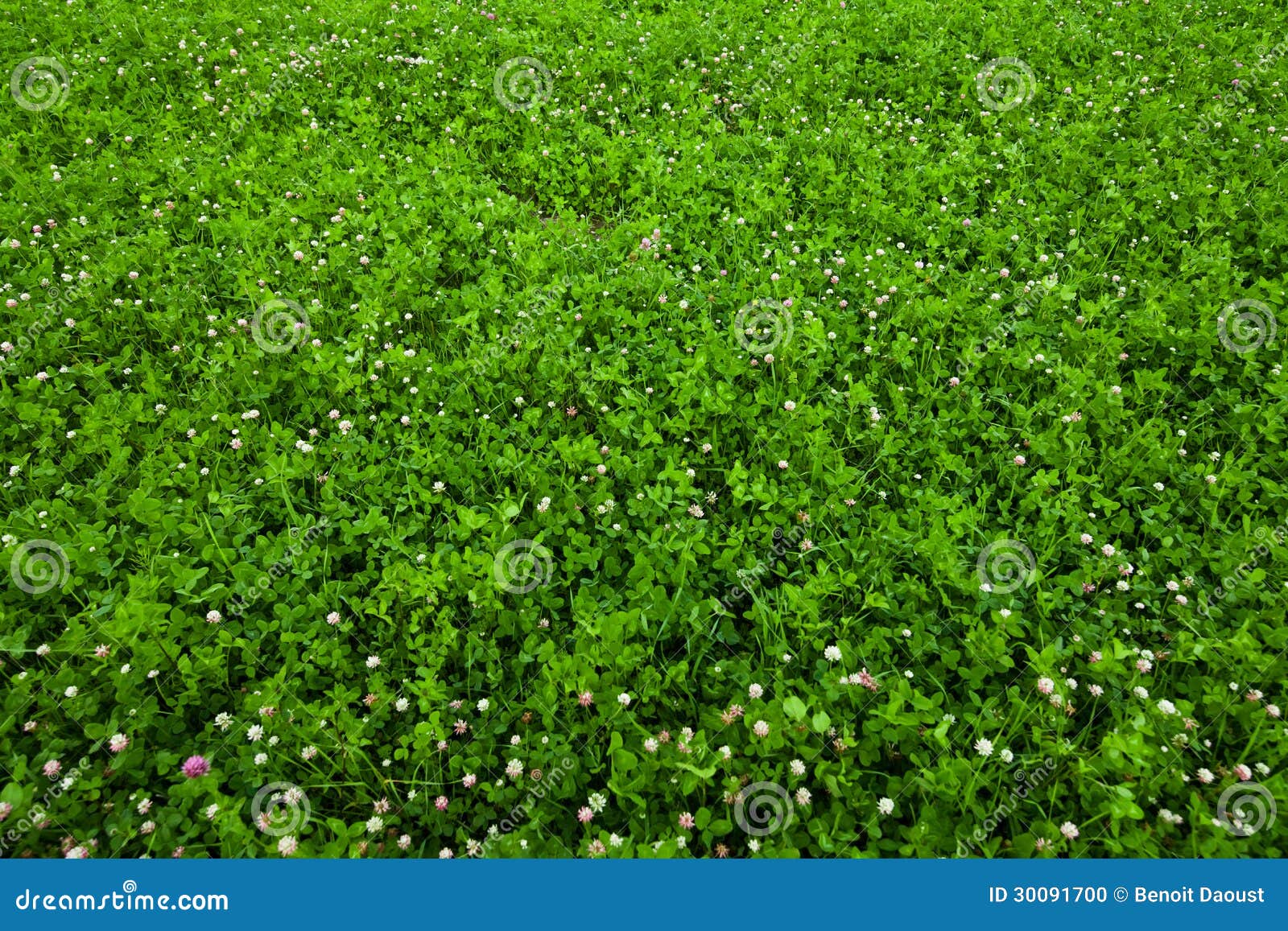 Texture overgrown clover stock photo. Image of drop, farmland - 30091700