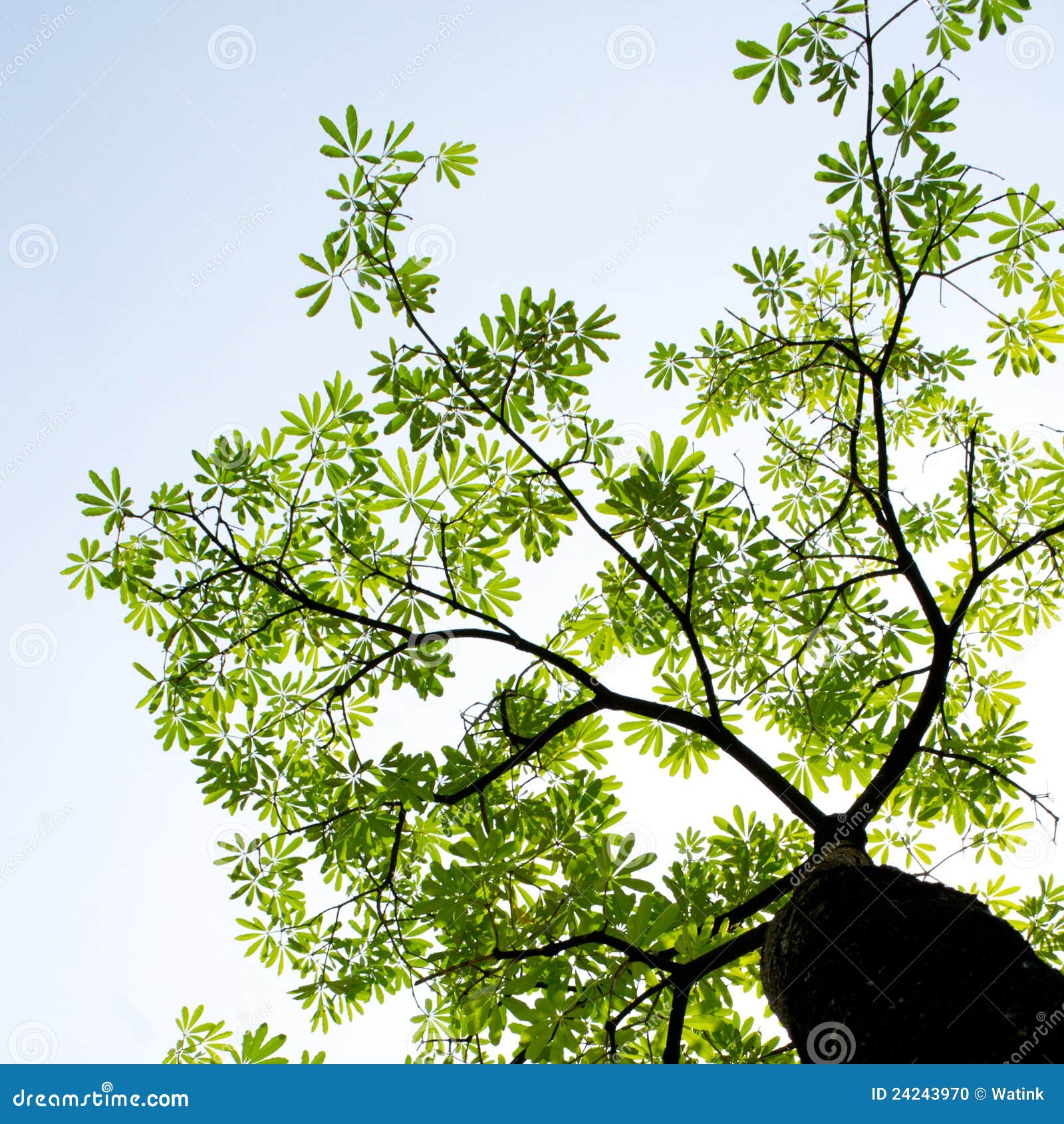 Beautiful Green Tree Stock Photo - Image: 24243970