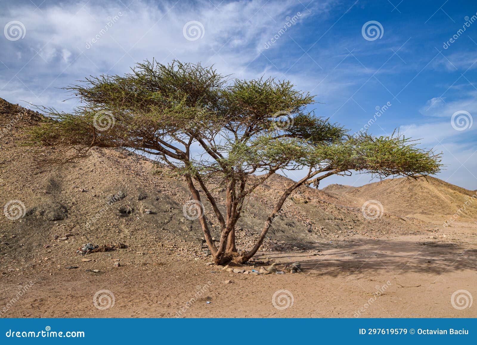 Green tree in the desert stock image. Image of tree - 297619579