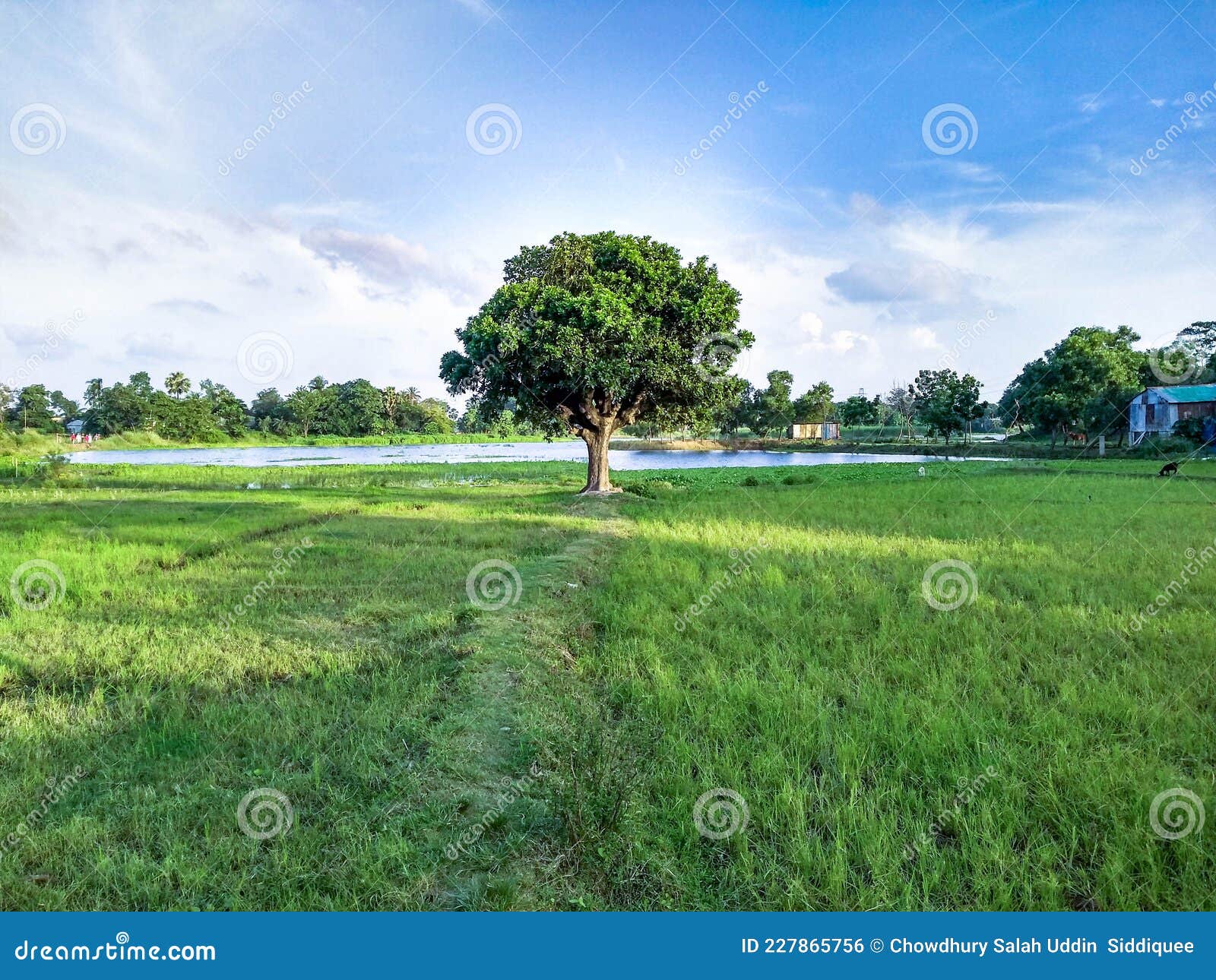 A Beautiful Green Tree in Field Stock Photo - Image of colourful ...