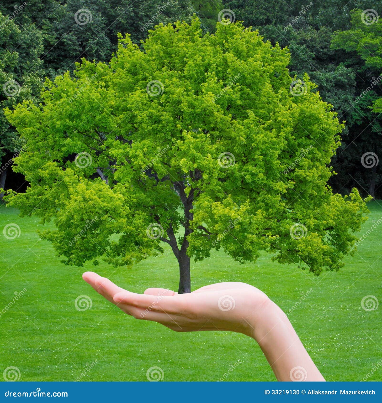 Beautiful green tree stock photo. Image of plant, palm - 33219130