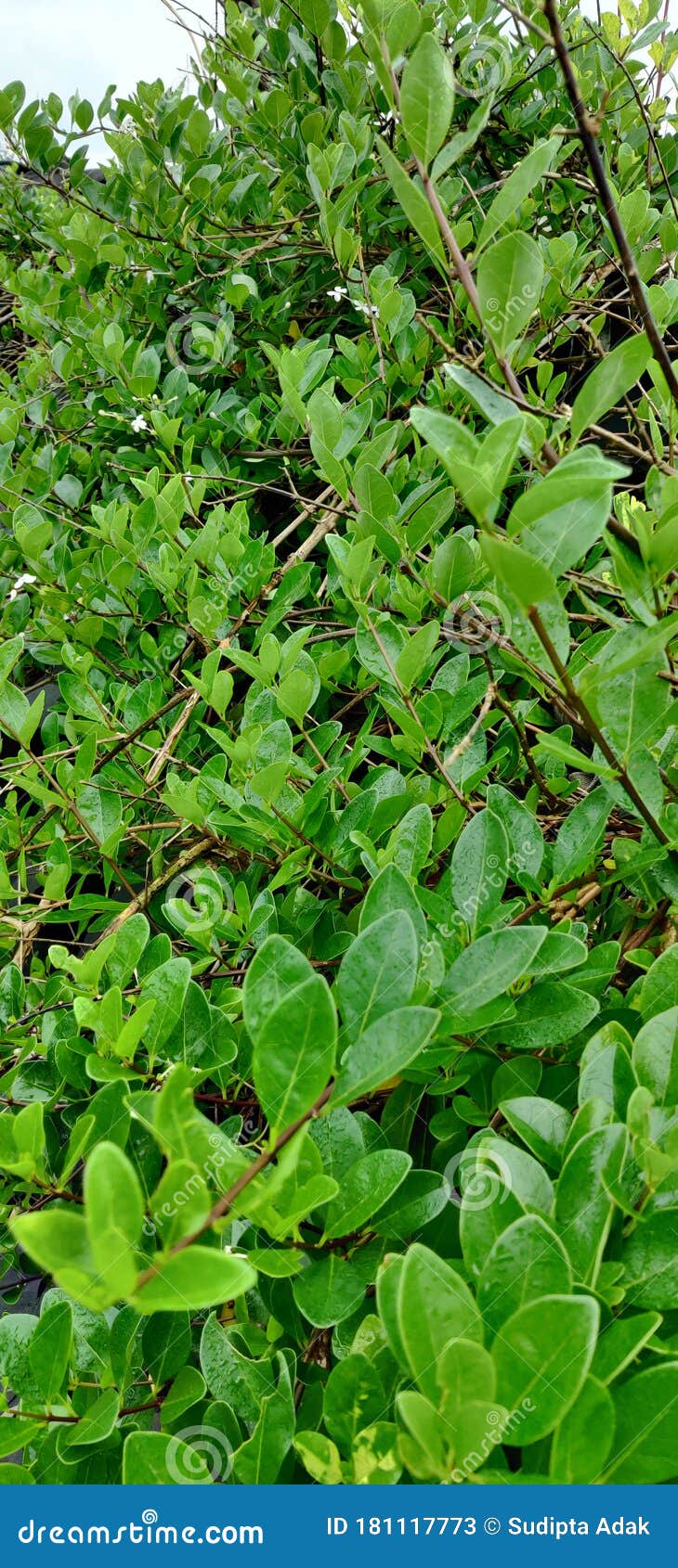 Beautiful Green Tree in India Stock Image - Image of plant, tree: 181117773