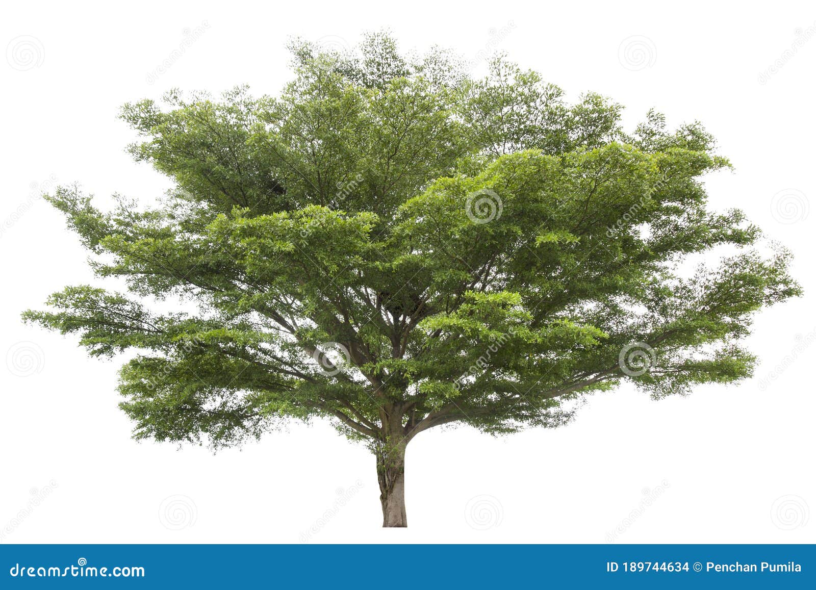 Beautiful Green Tree Isolated on White Stock Photo - Image of ...