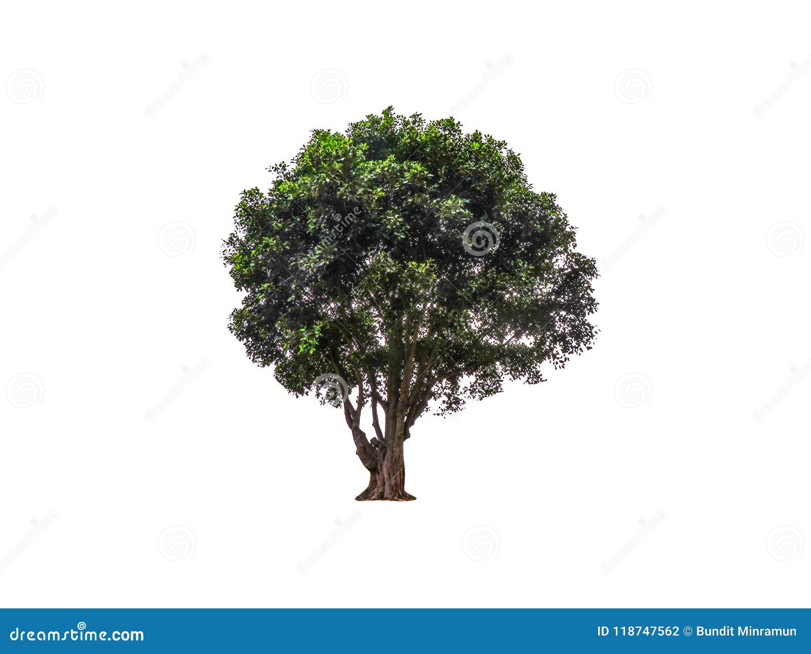 Beautiful Green Tree Isolated on White Background. Stock Photo - Image ...