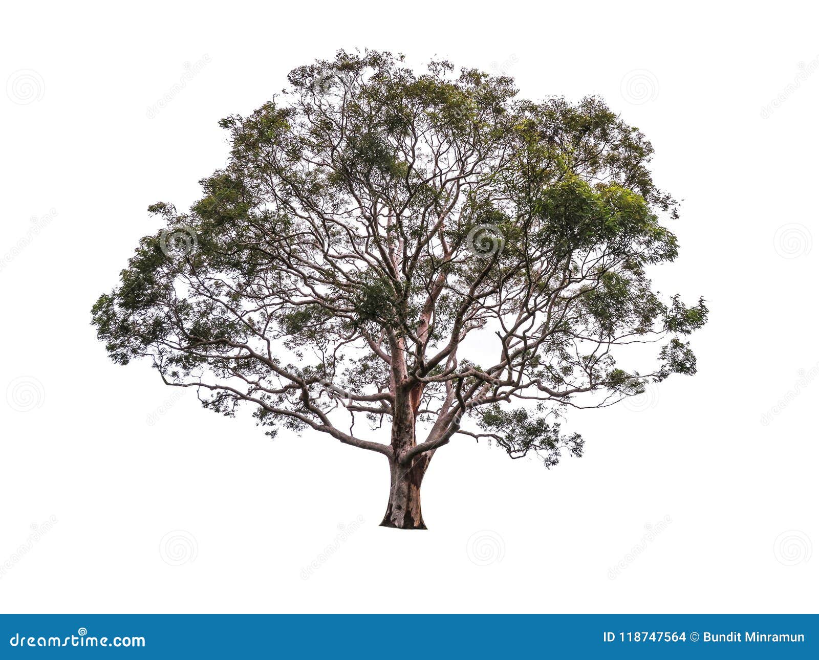 Beautiful Green Tree Isolated on White Background. Stock Photo - Image ...