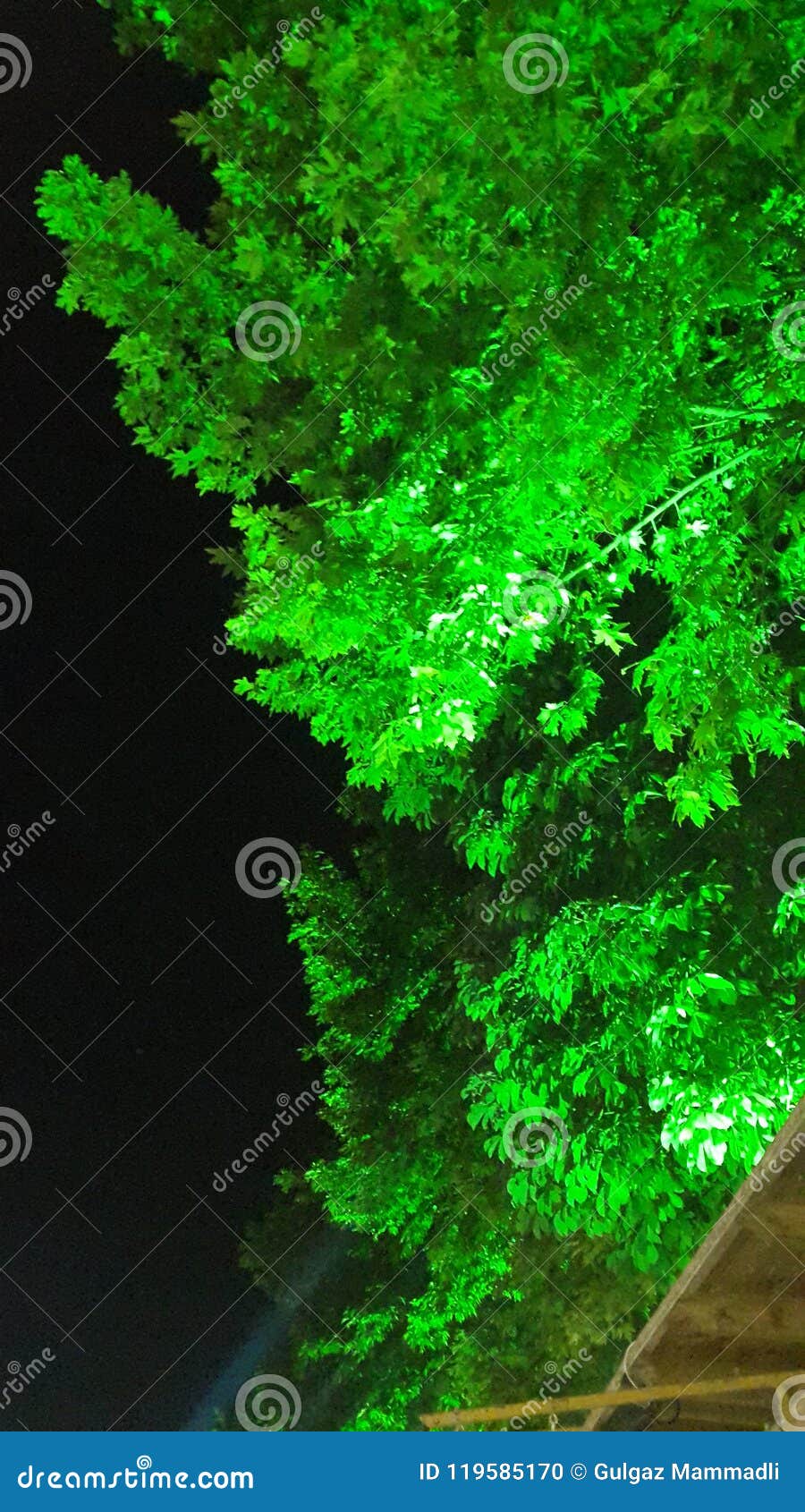 Beautiful green tree stock photo. Image of beautiful - 119585170