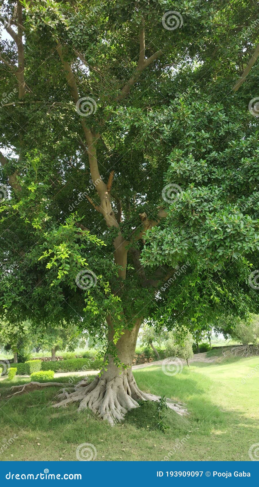 A Beautiful Green Tree with Long Stem. Stock Image - Image of design ...