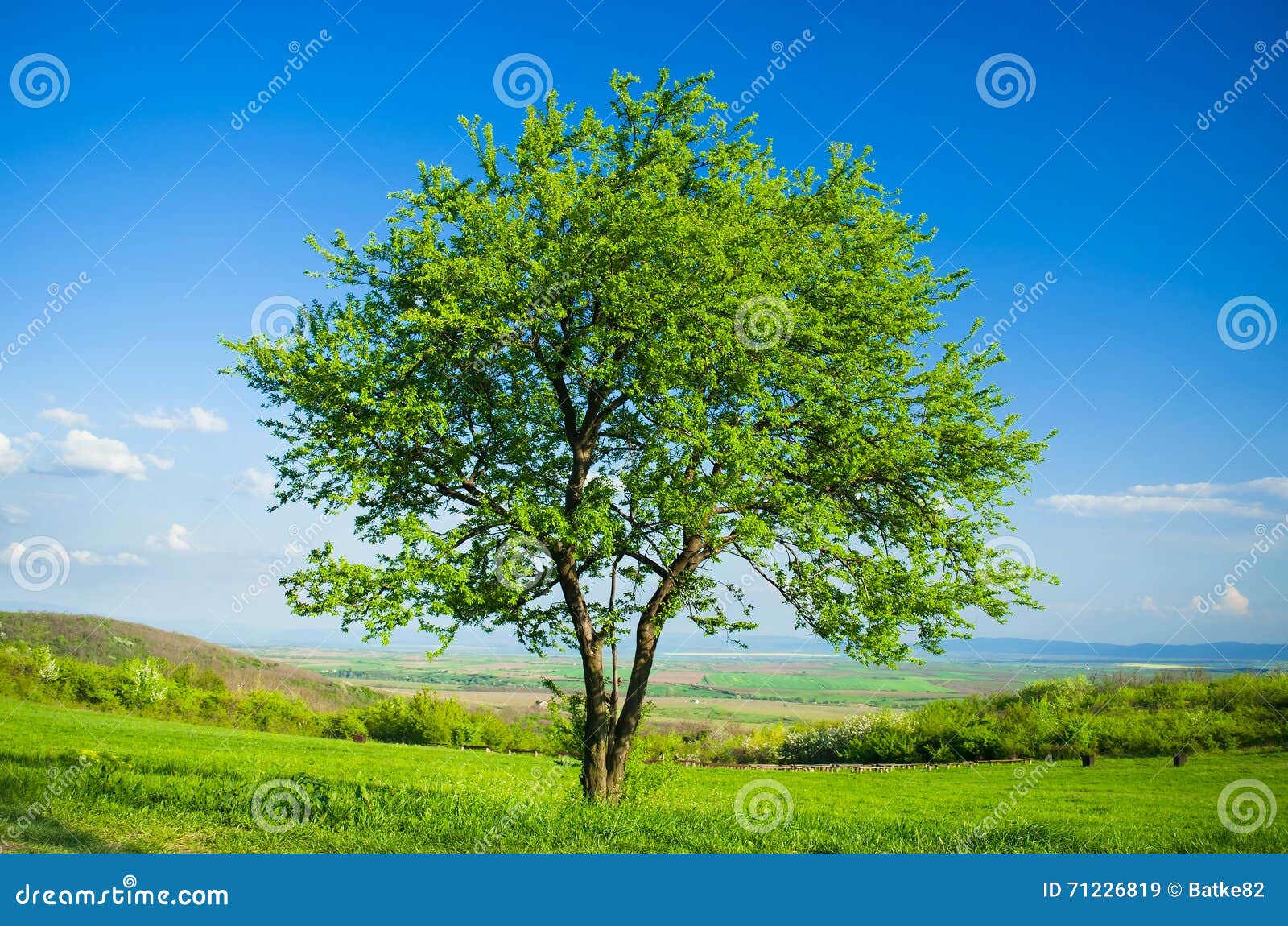 Beautiful Green Tree on Meadow Stock Image - Image of celestial, clear ...