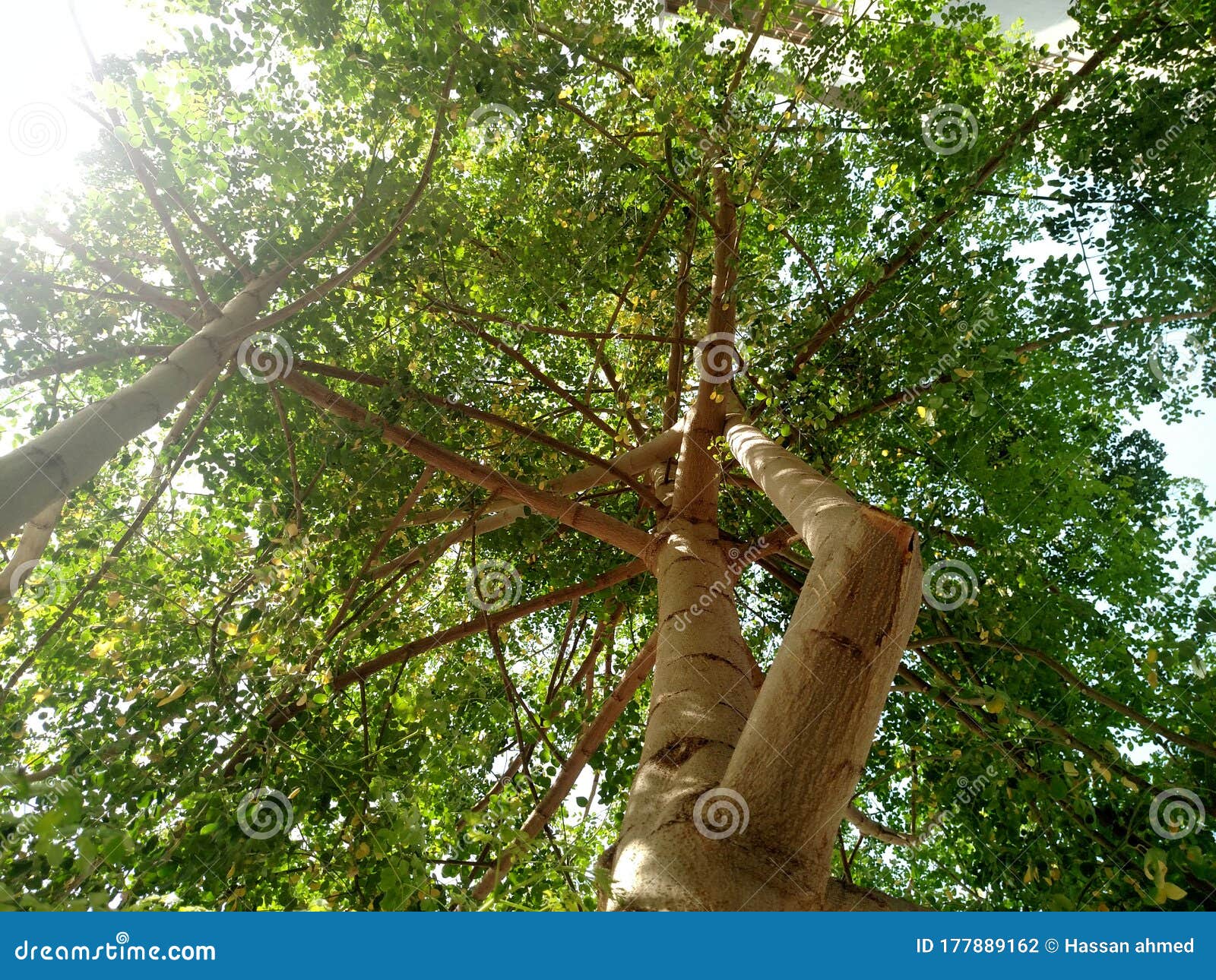 Beautiful Moringa Or Sahjan Tree Trunk View. Drought Resistant Tree Of ...